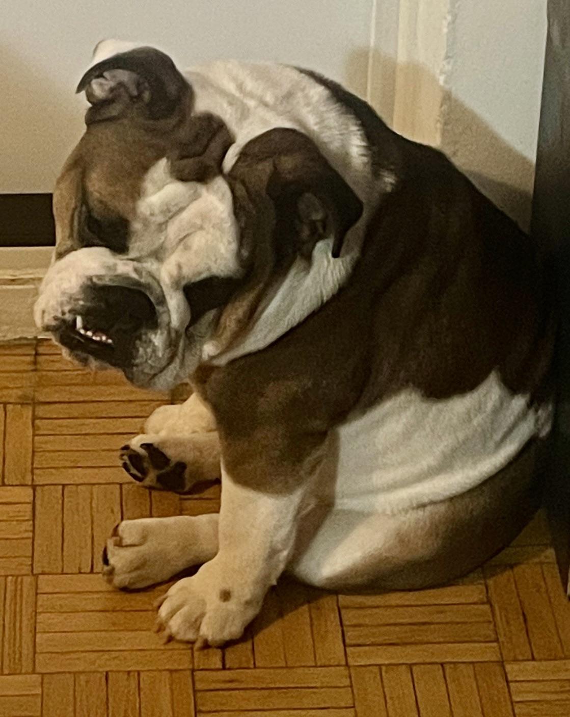 Dutchie just knows how to get his way | Scrolller