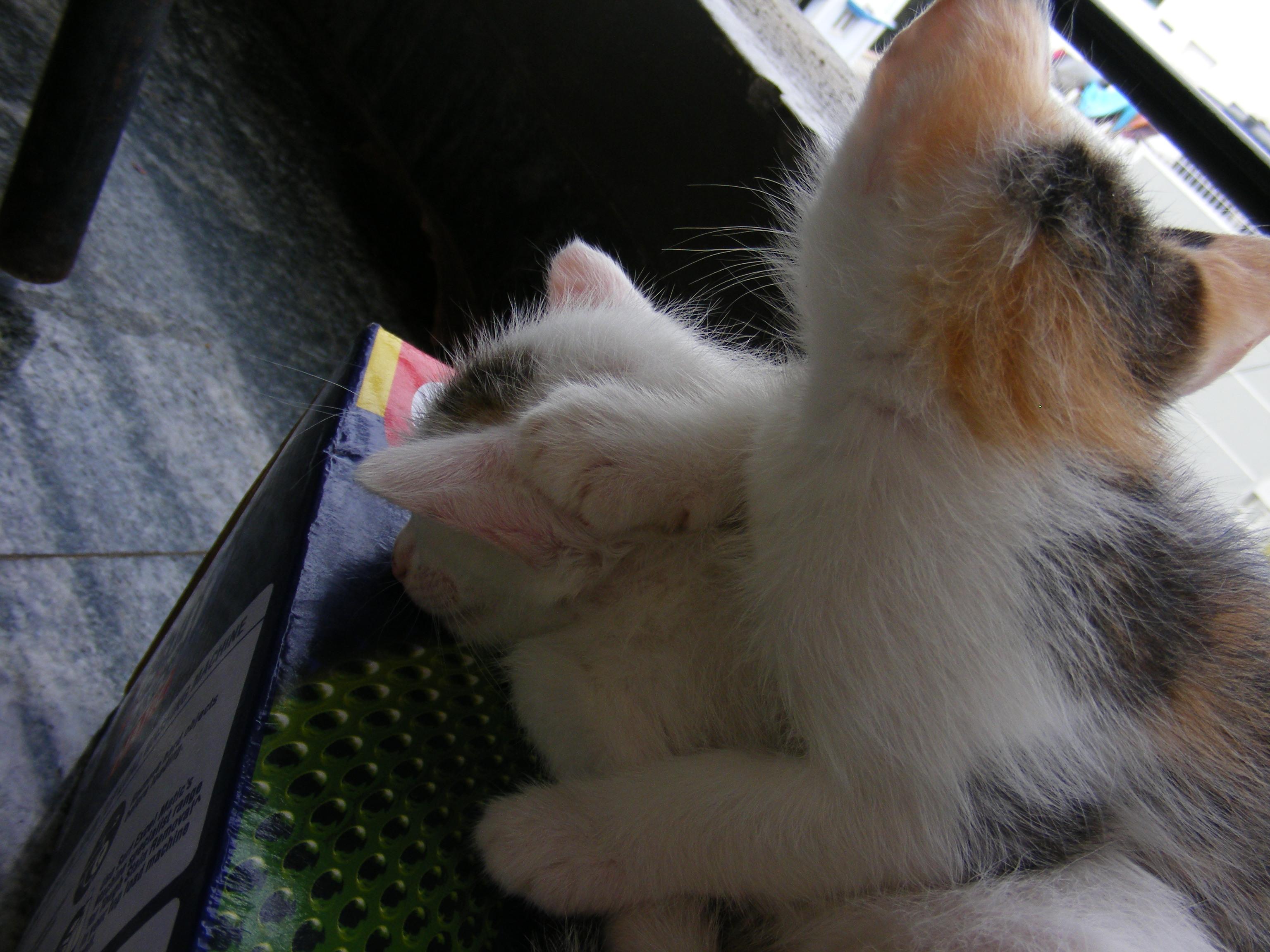 Random pictures of my cats | Scrolller