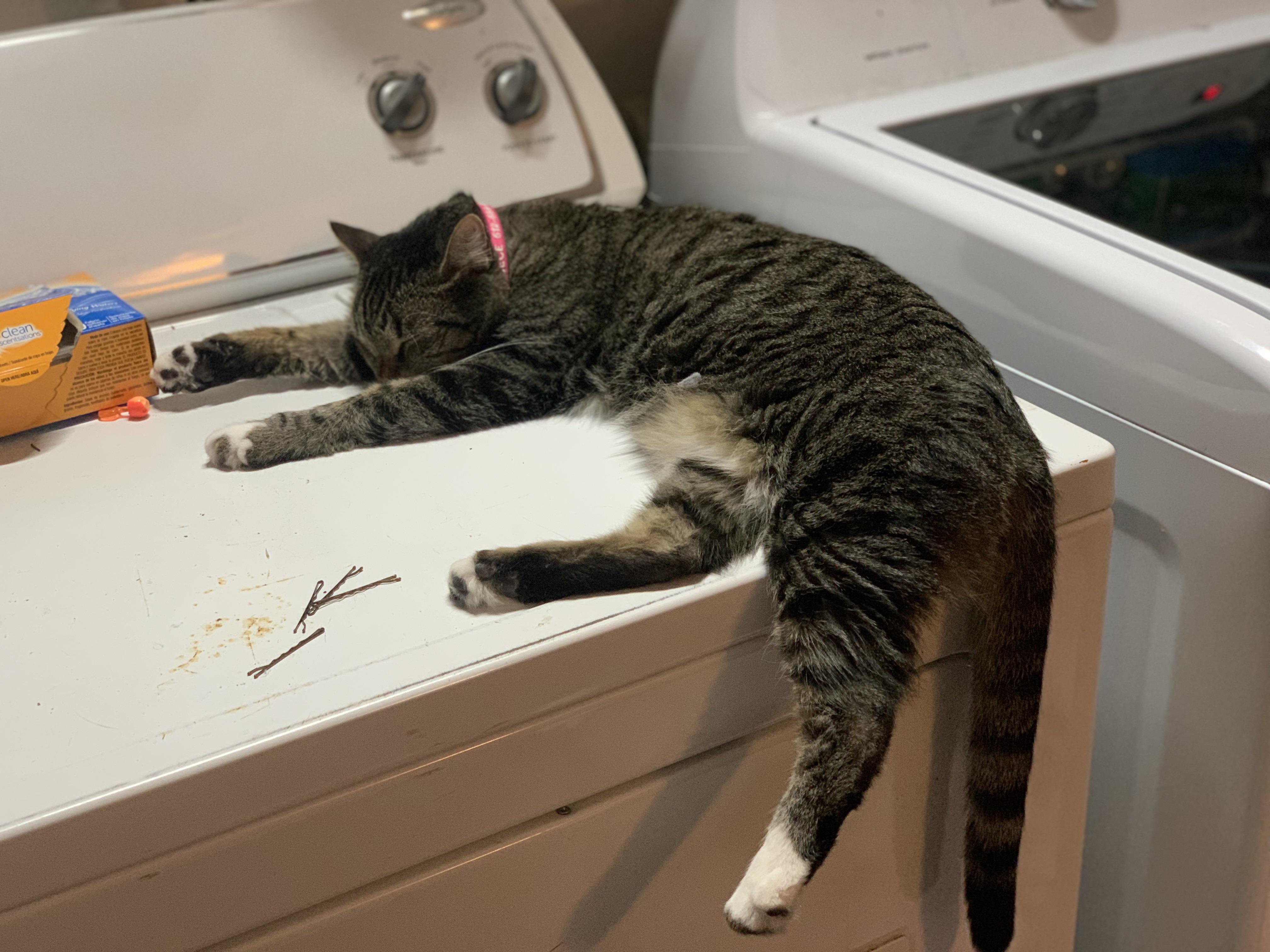 My cat Cece loves to sleep on the dryer while it runs. (OC) | Scrolller