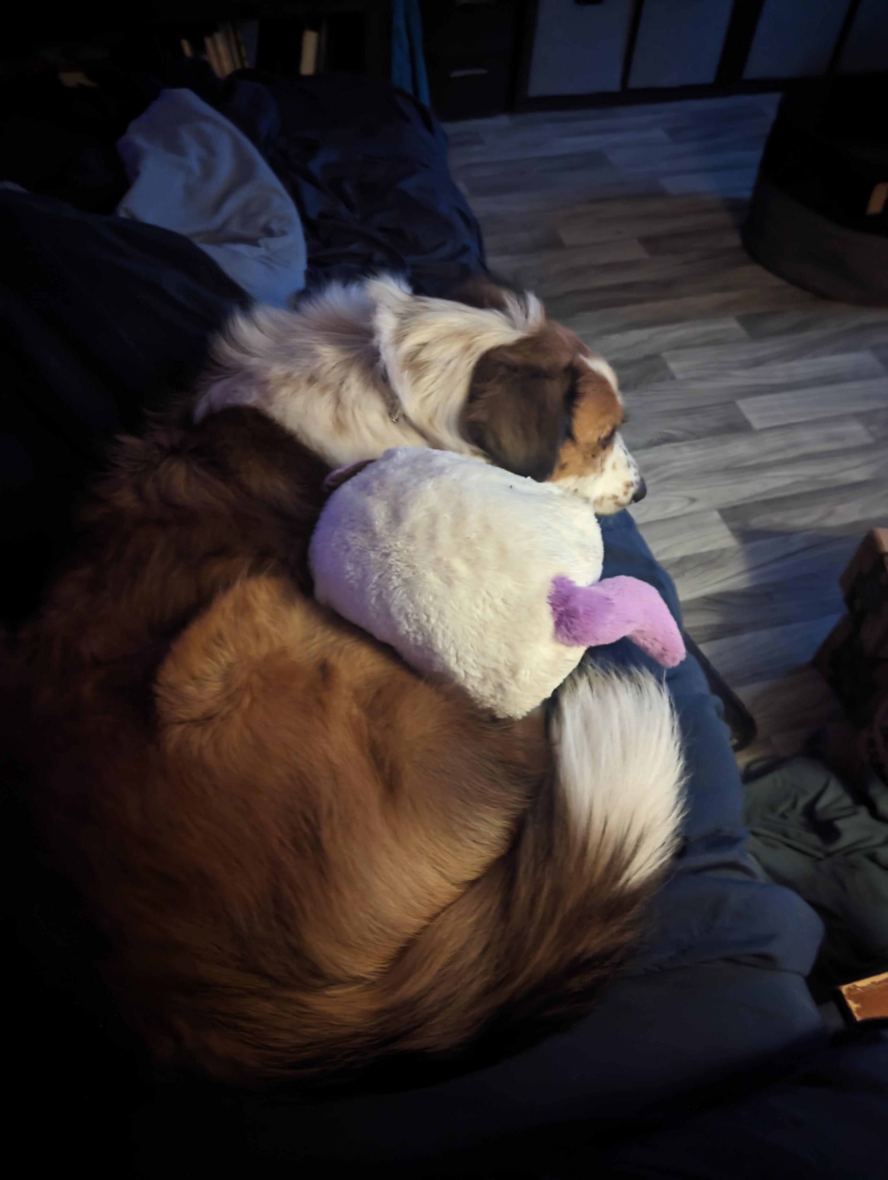 I present to you Pretty Girl, ruler of all of the stuffies. | Scrolller