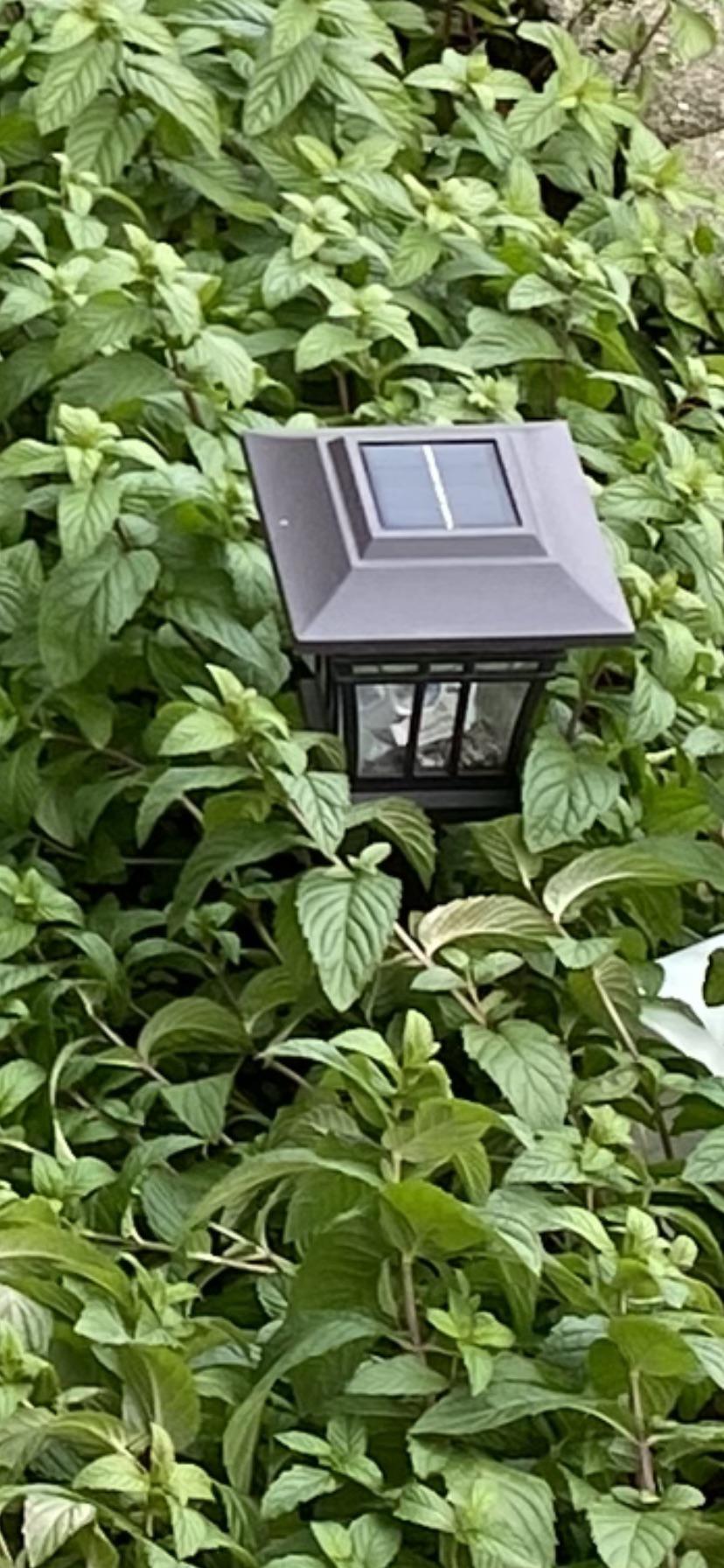 Plant Identification Help- What type of mint is this? Or is it something else? | Scrolller