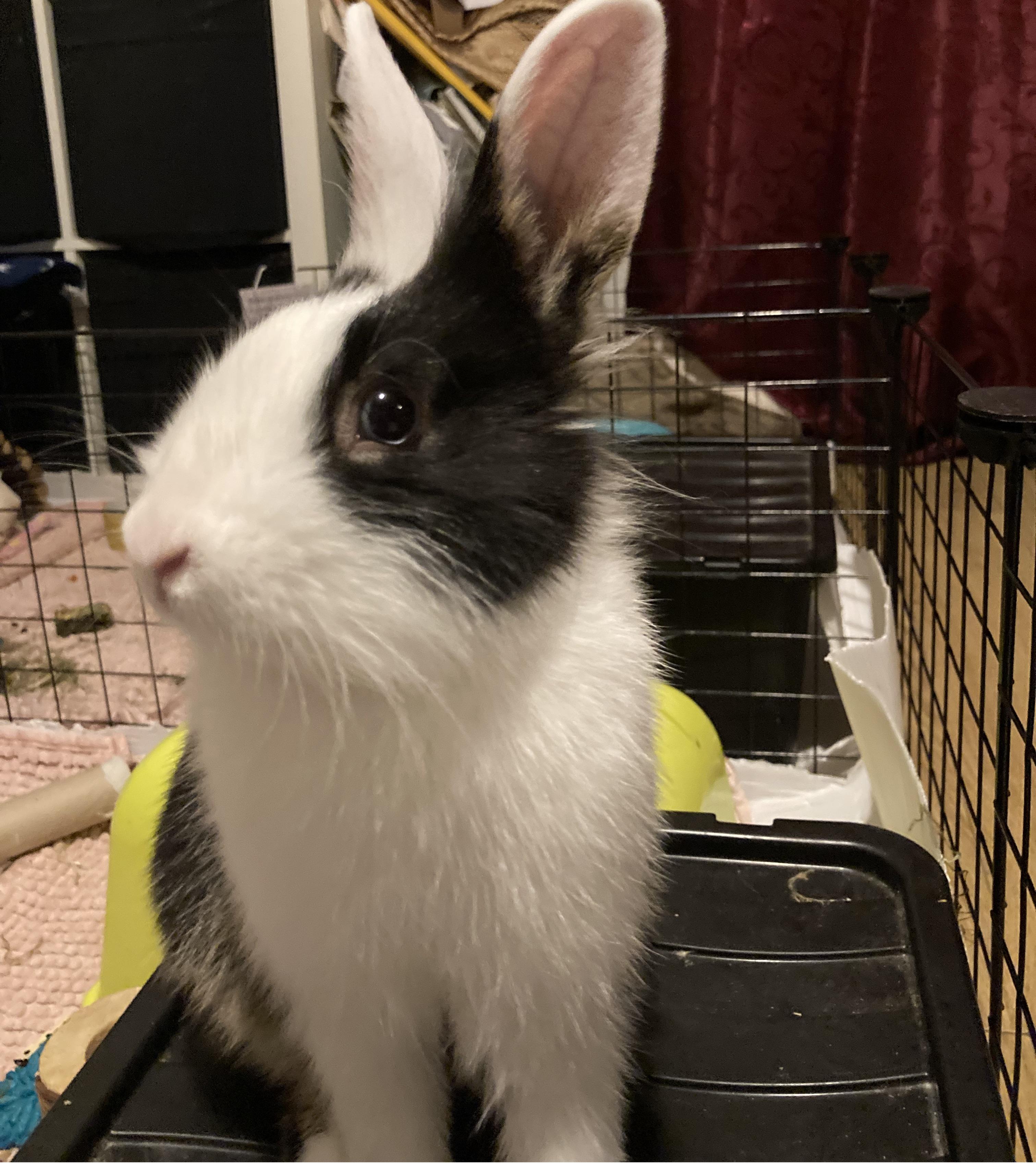 What breed is my rabbit? | Scrolller