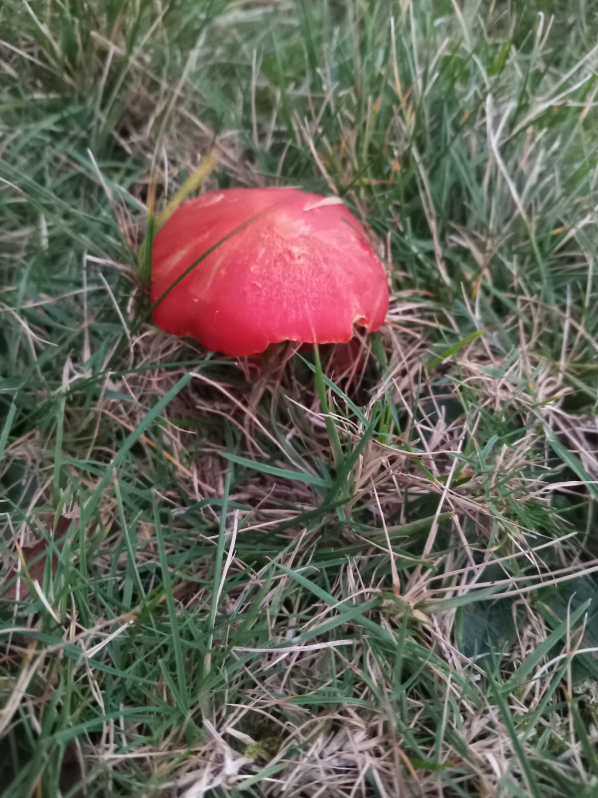 Garden in the Isle of Man - 3different species | Scrolller