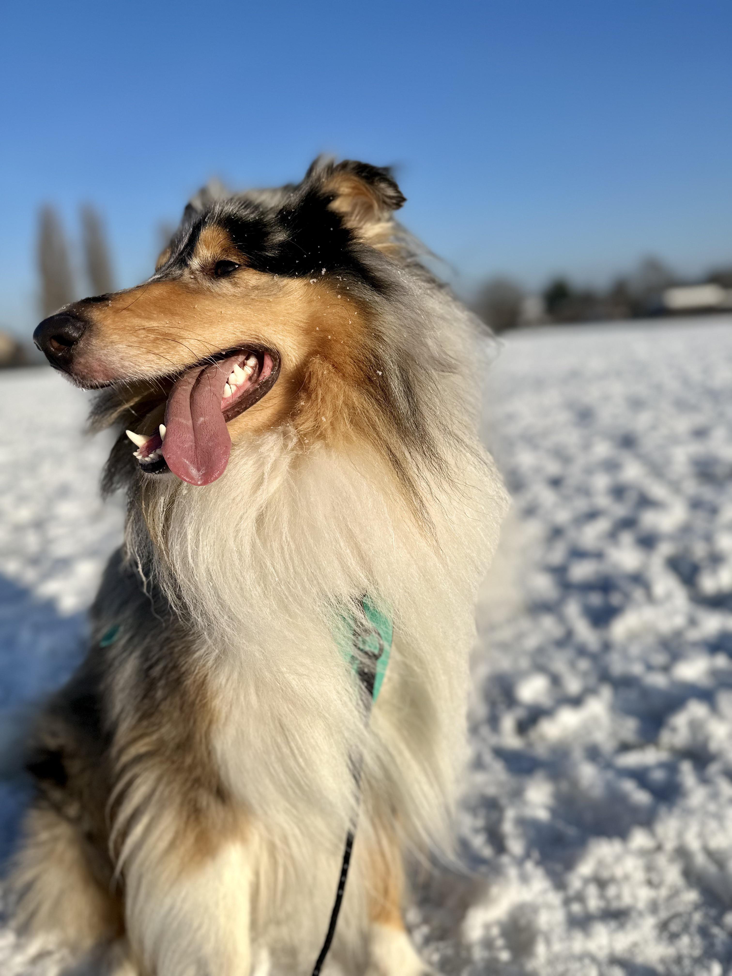 [FO] I absolutely love rough collies. Swipe if you want to see the little cheeky monkey who ...