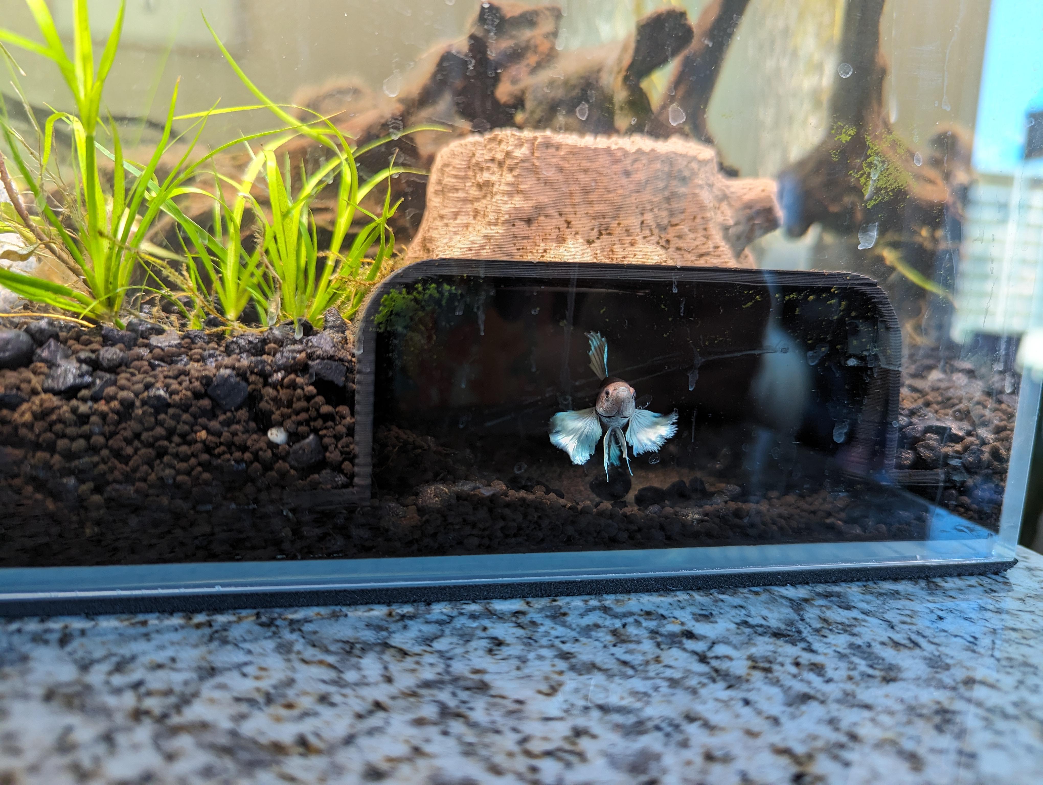 I bought a shrimp cave for my Betta | Scrolller