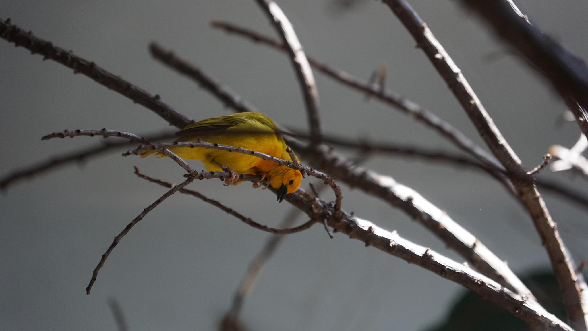 Some birds I’ve been able to capture my first few months of bird watching | Scrolller