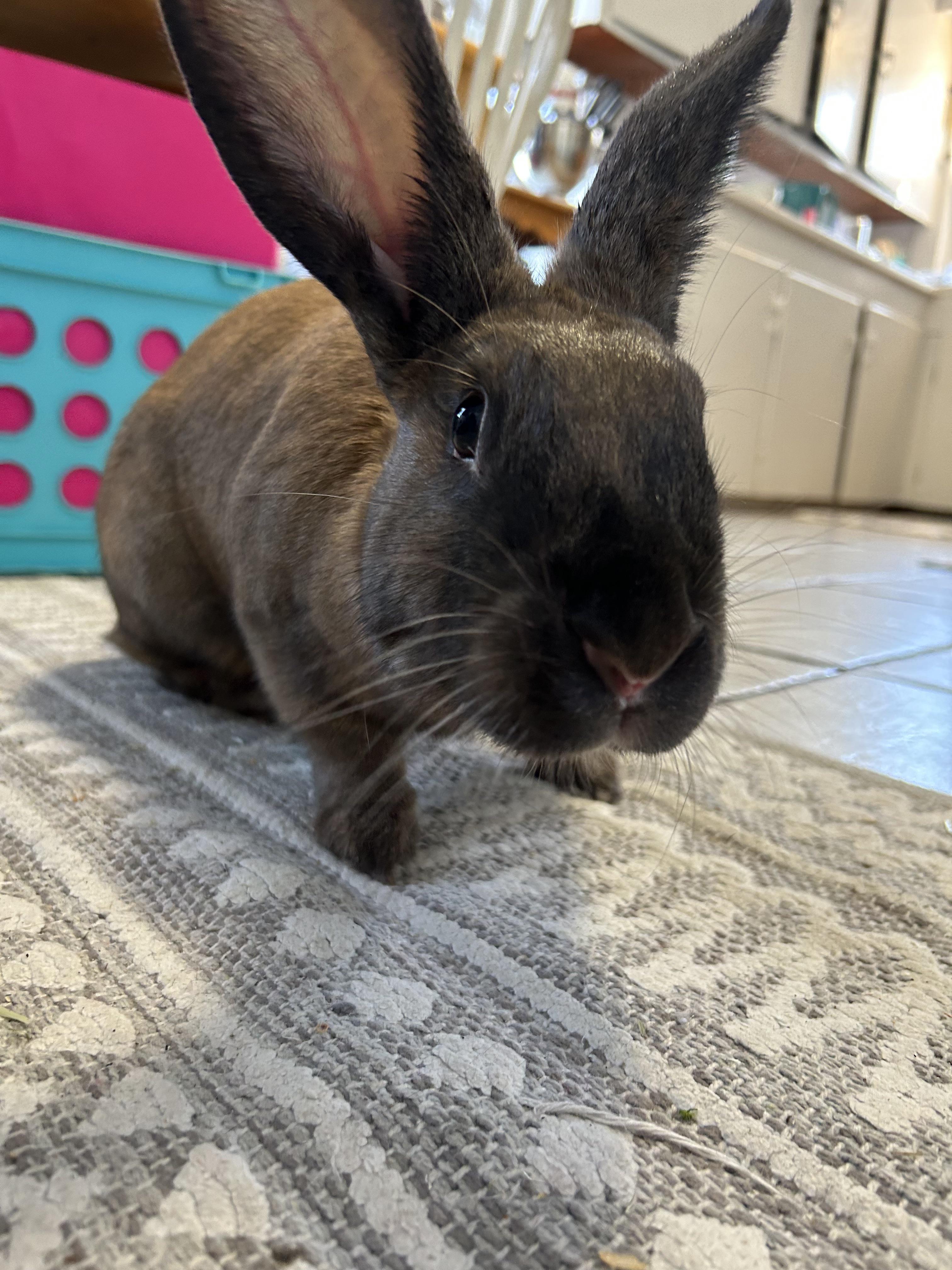 Birthday bun | Scrolller