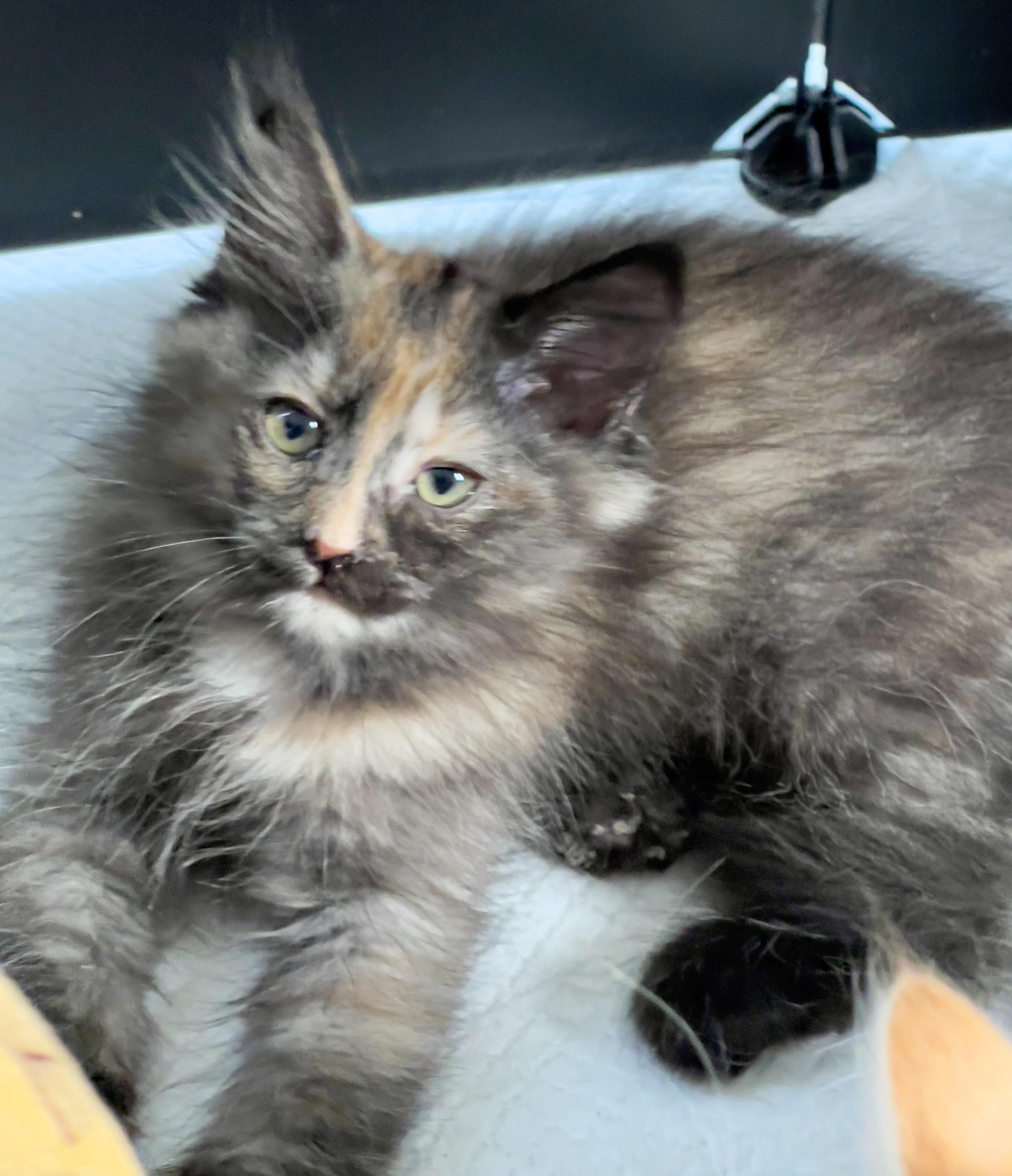 Tortoise Siberian Princess Lena. | Scrolller