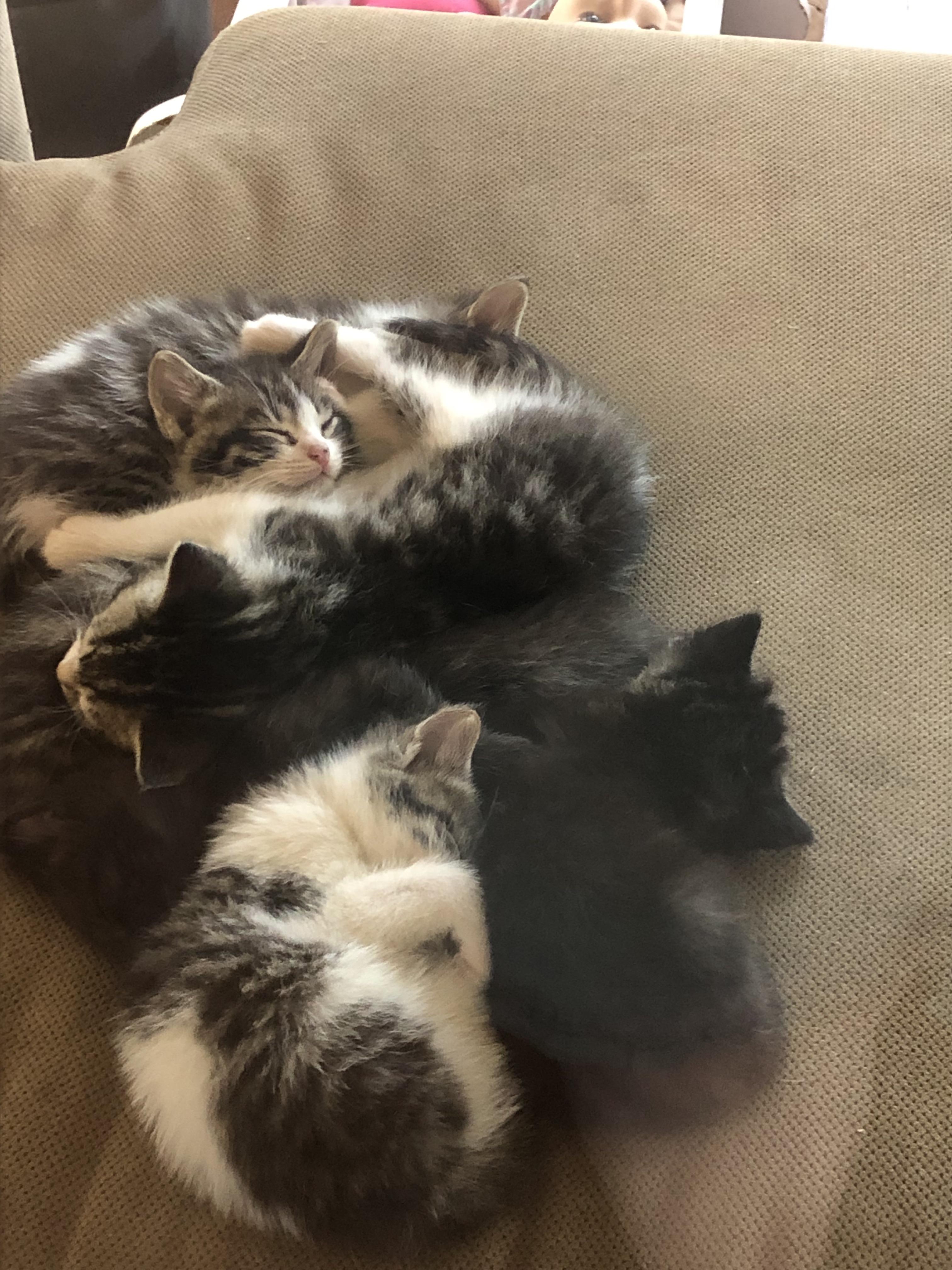 Mama cats kittens | Scrolller