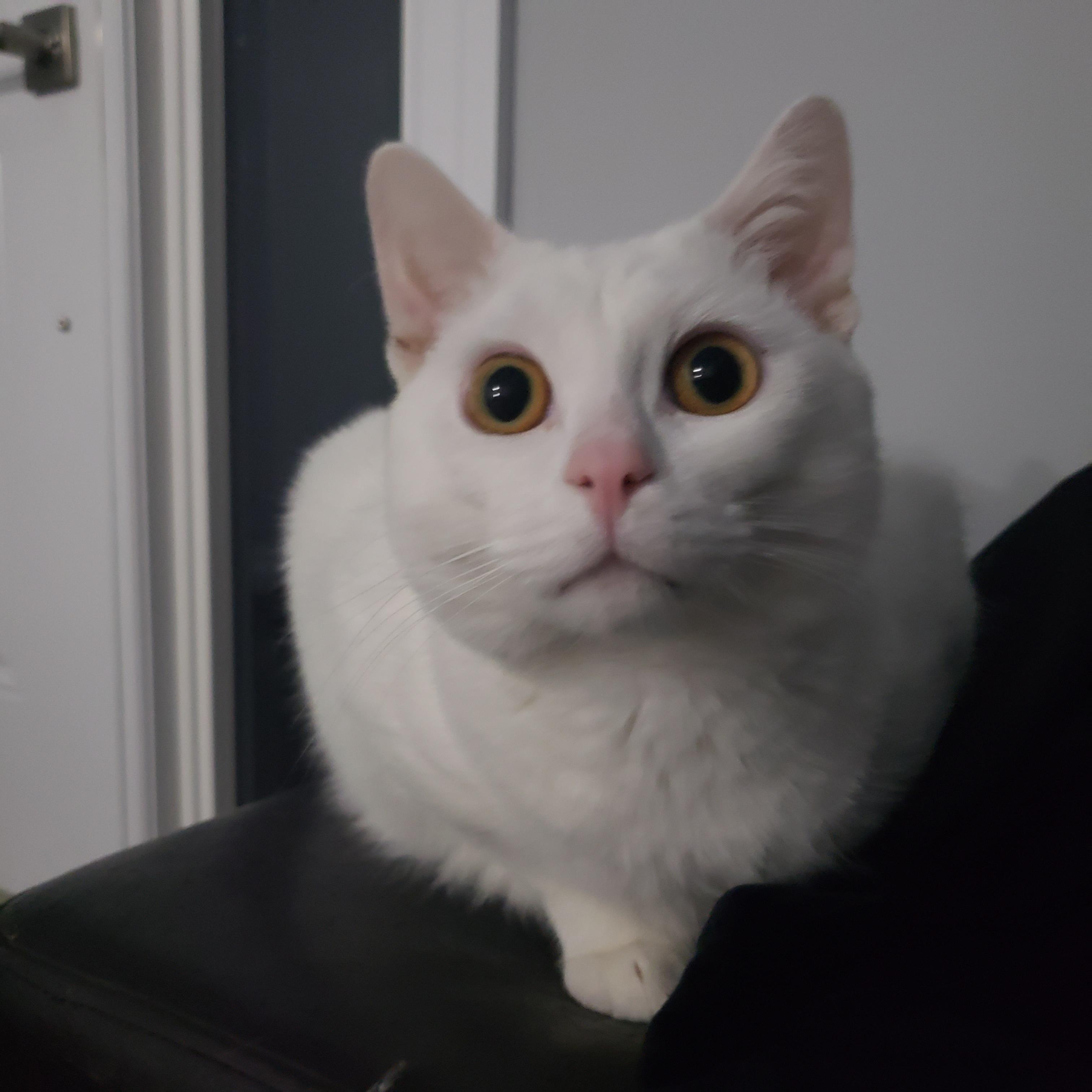 Apollo, Bella, and Athena | Scrolller