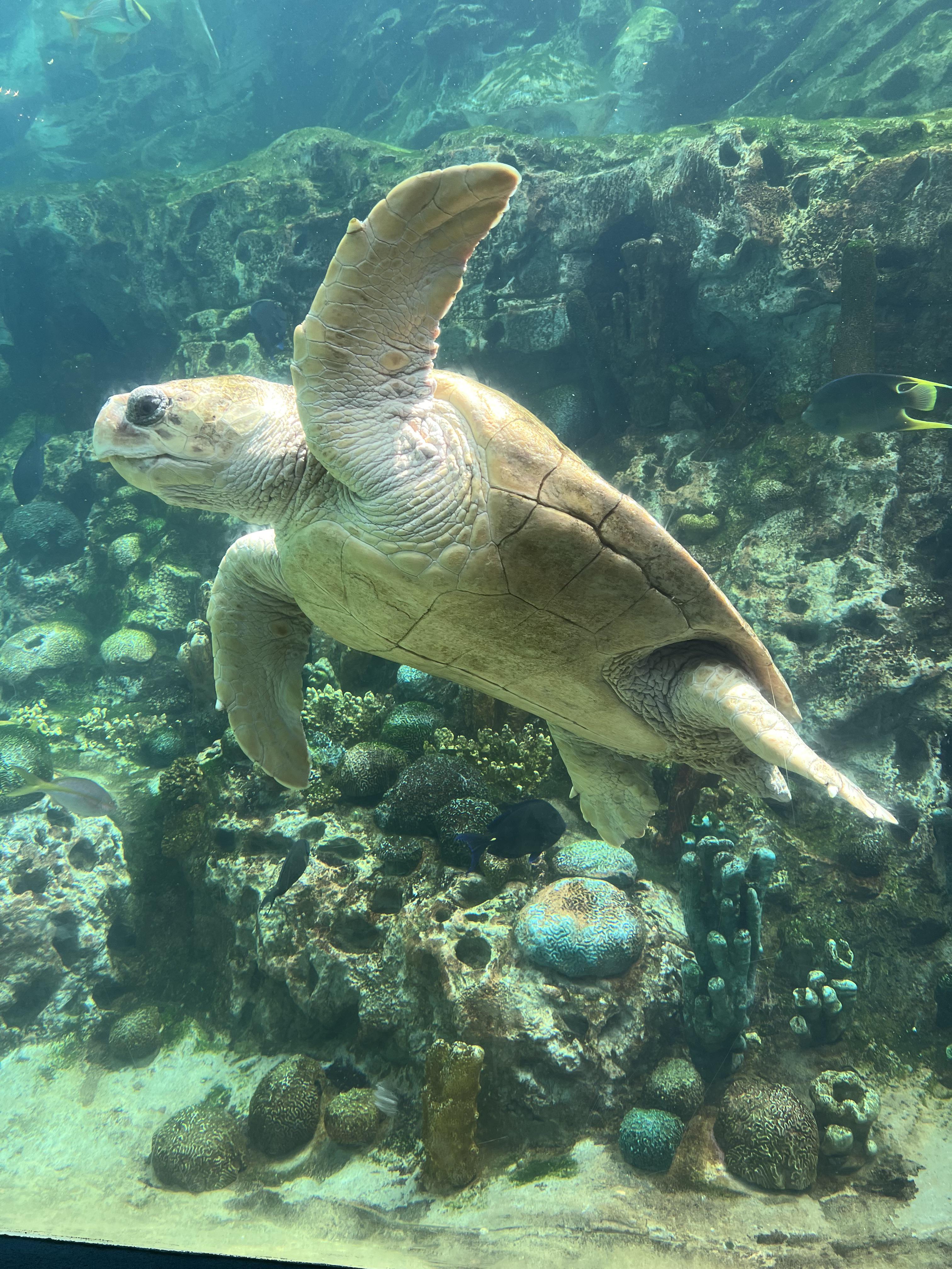 Under the Sea | Scrolller