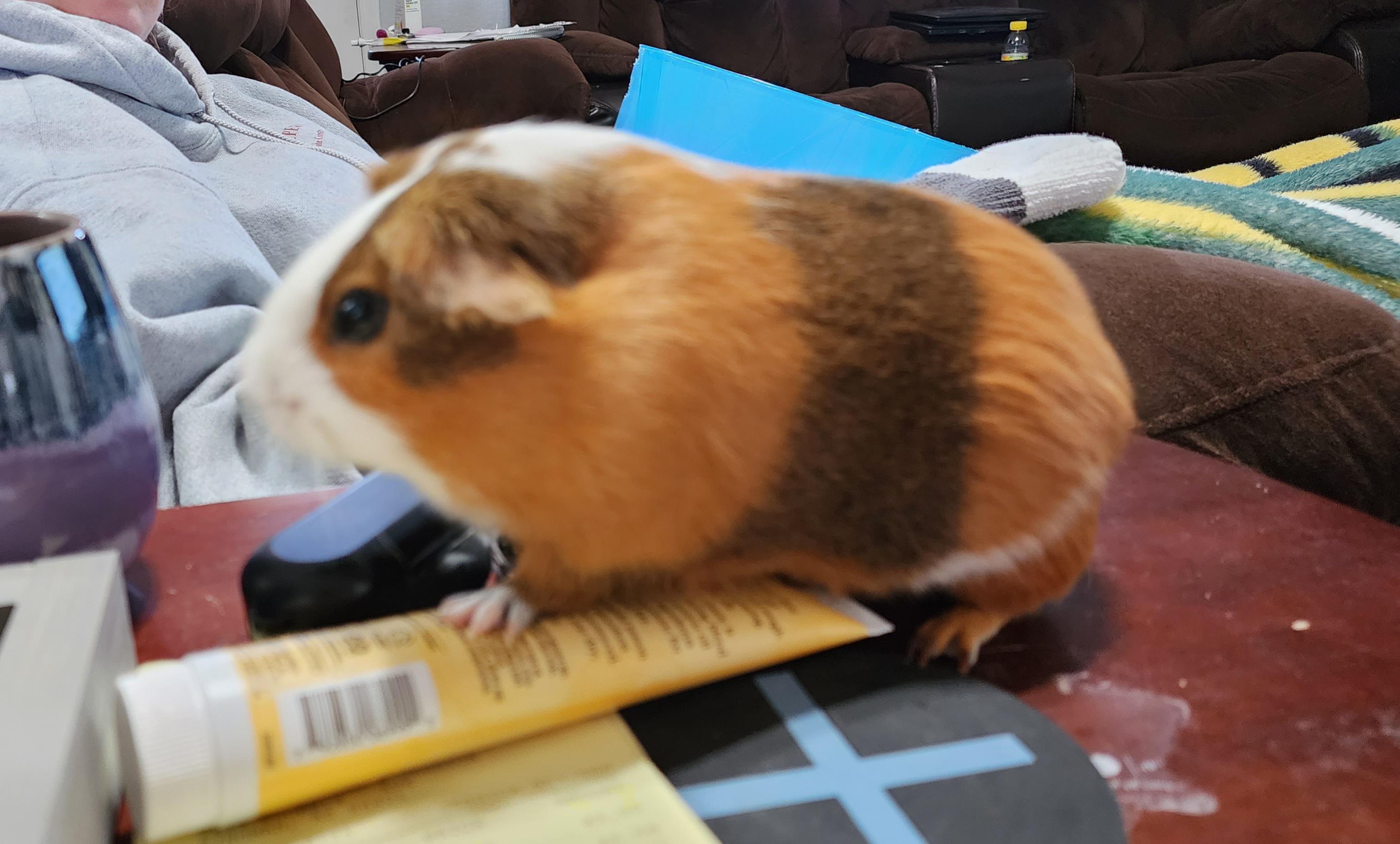 My little turds Sammy and Hershey! | Scrolller