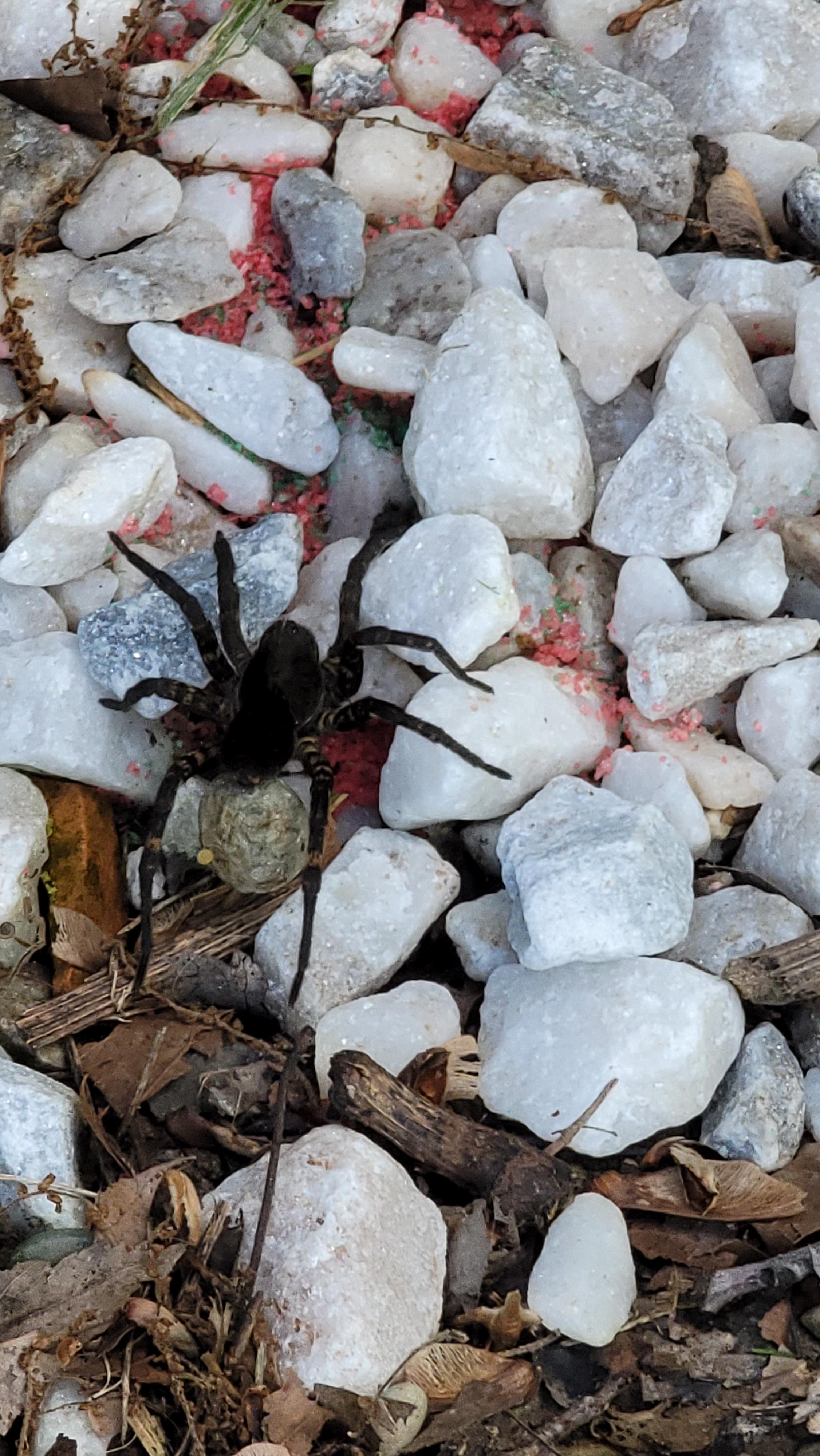 Odd coloring | Scrolller