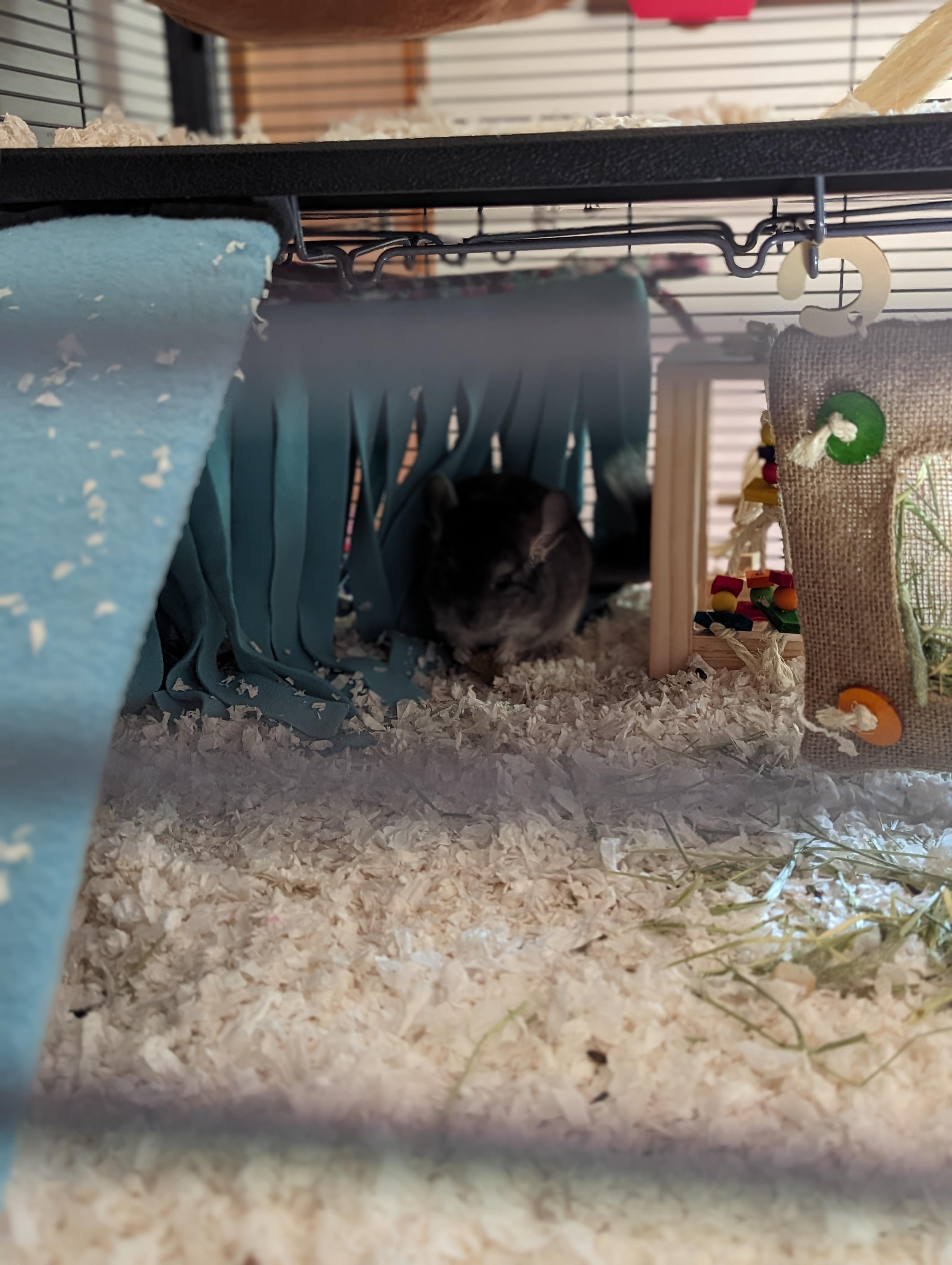 Our new family member; Mei | Scrolller