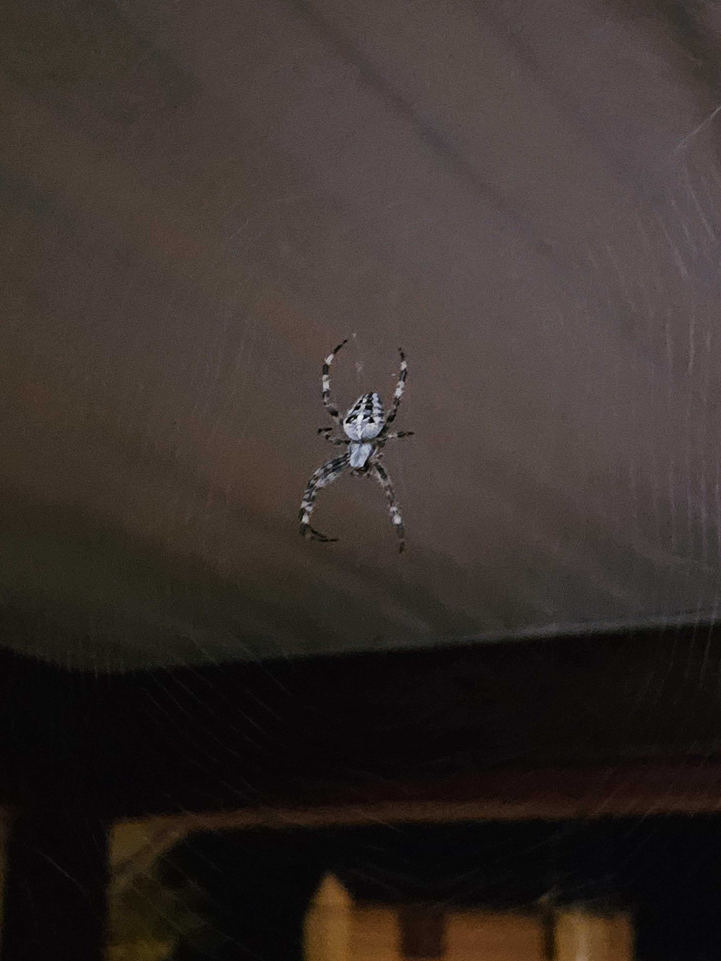 Does anyone know what kind of spider this is? Northeast Ohio, huge spider and huge web | Scrolller