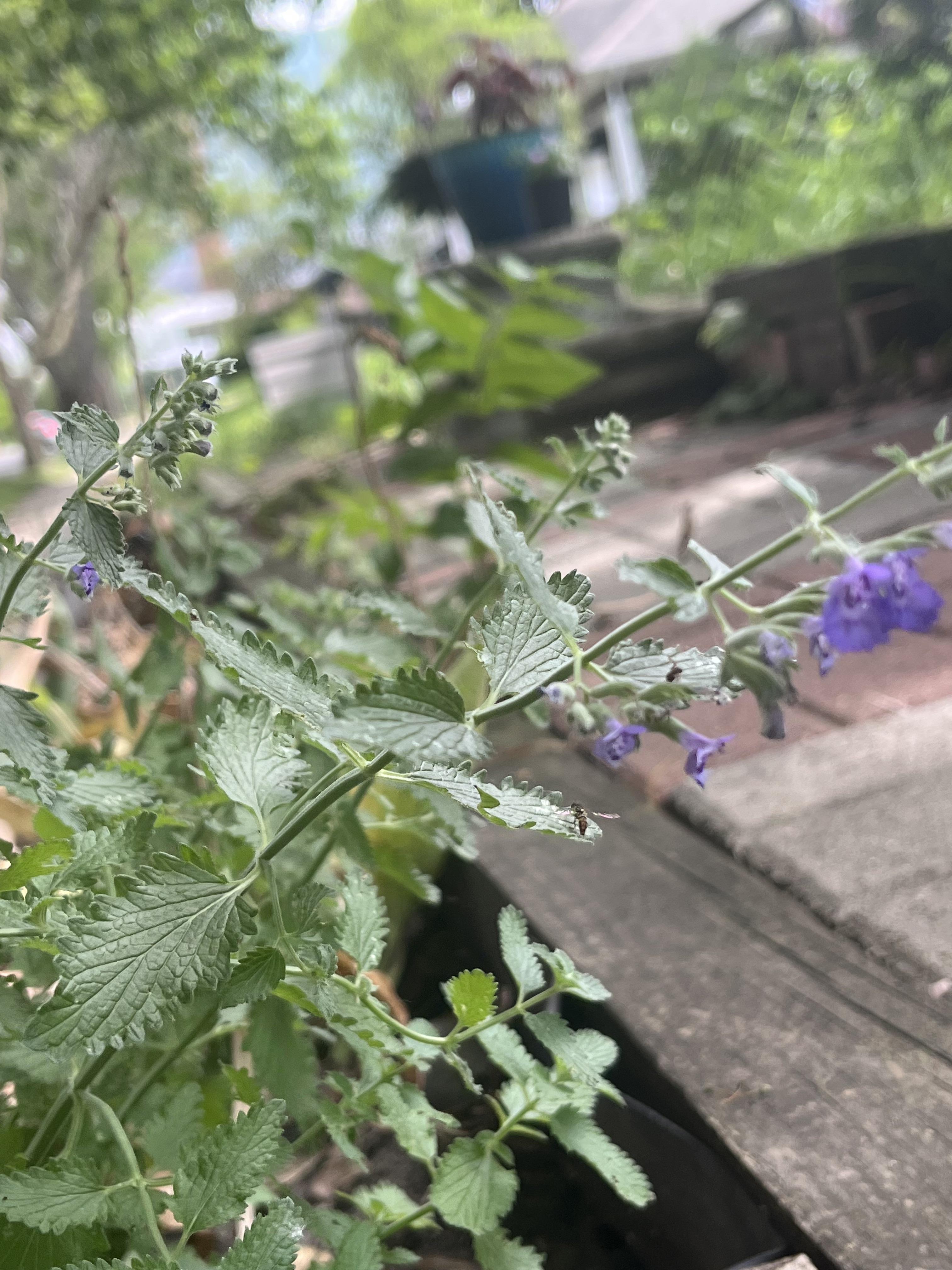 New house. First time with a yard. Front, sides and back. And lots of plants. | Scrolller