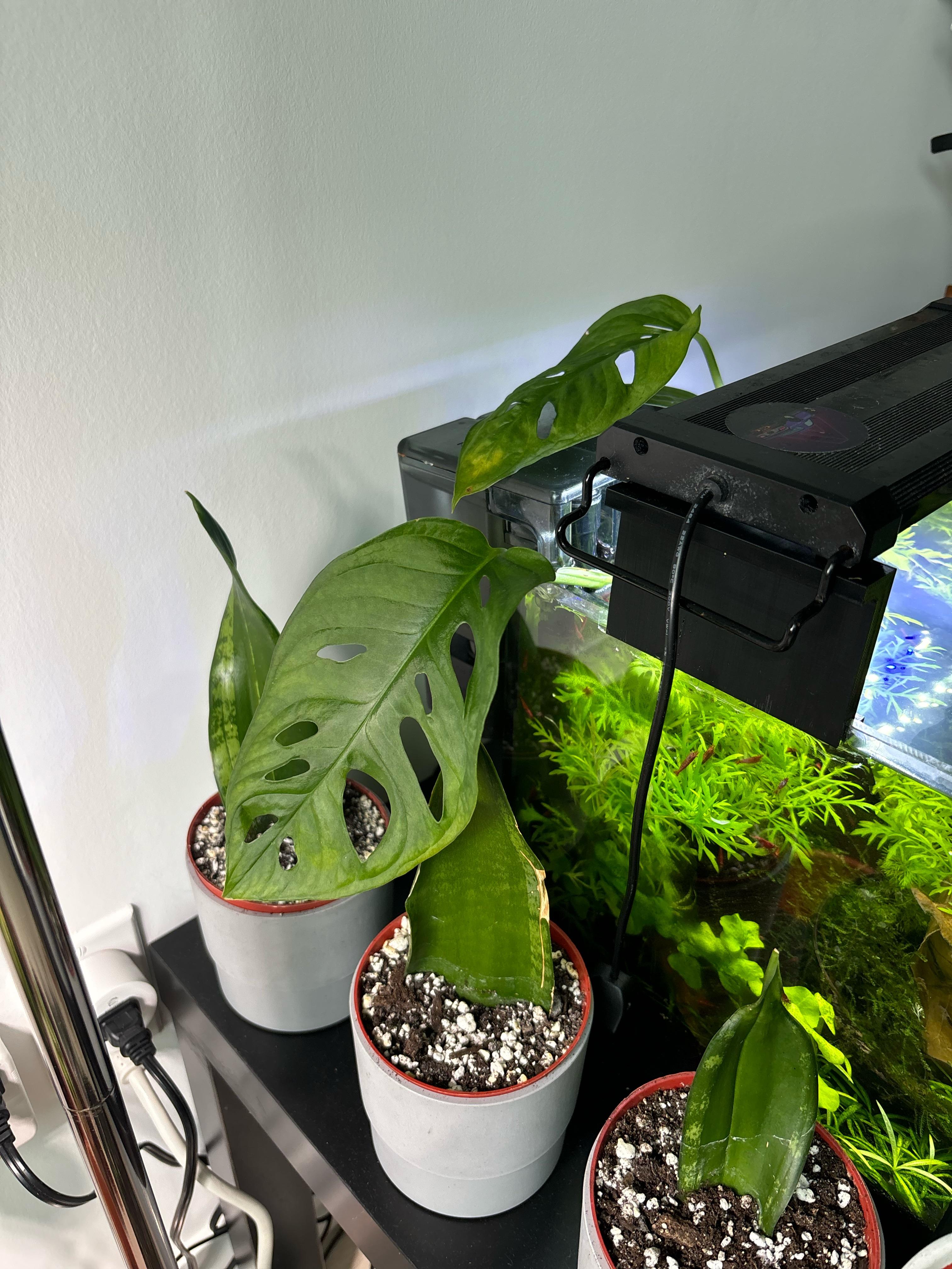 Adansonii Stem Cutting in Aquarium to Root | Scrolller