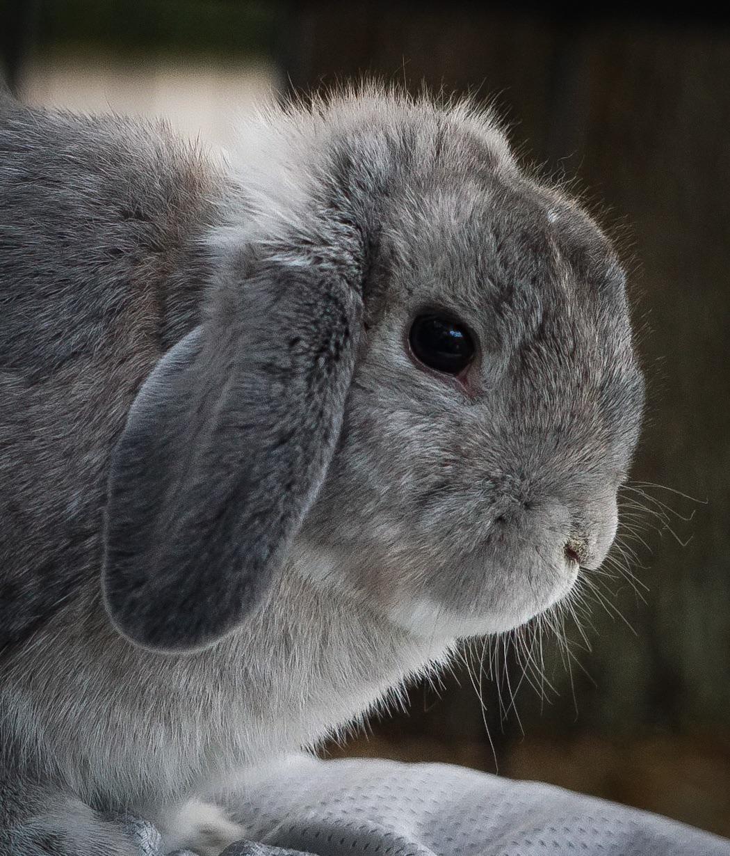 Discover more like Rabbits: Bunny play date with my beautiful boy, Wild Man (white) and our ...