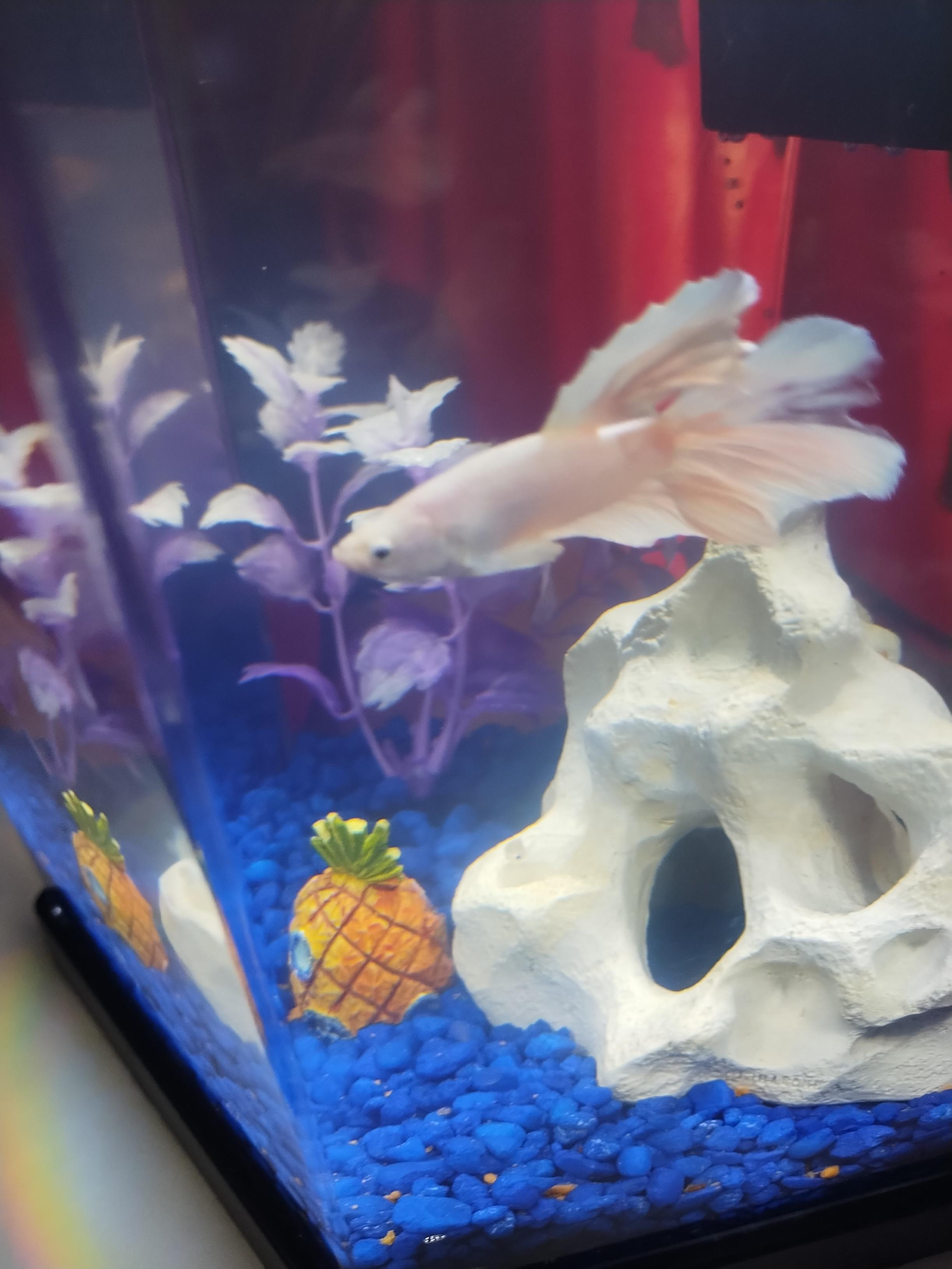 Meet Ghost (a litte late) | Scrolller