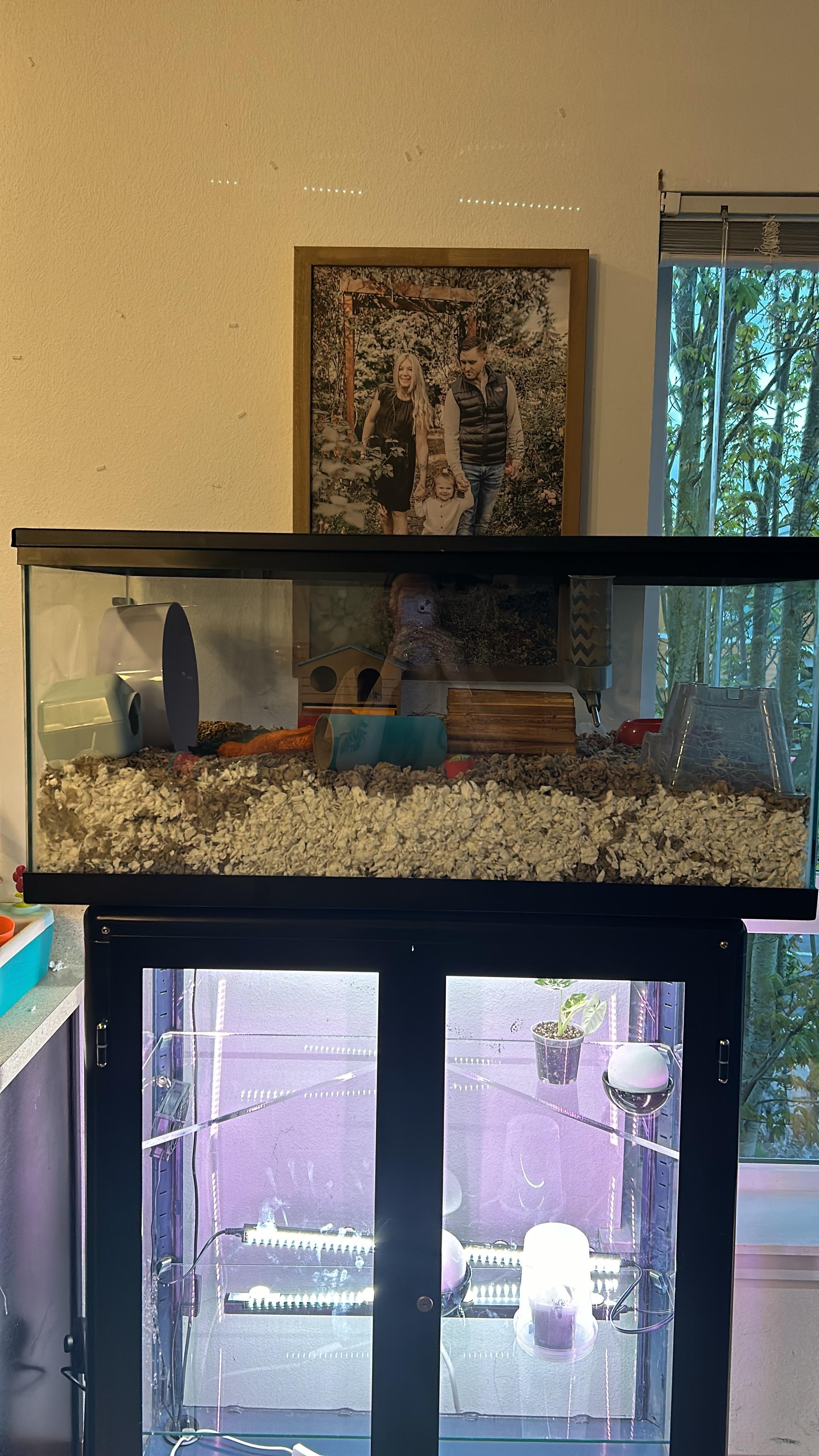 New Hamster Owner! Meet Coco. | Scrolller