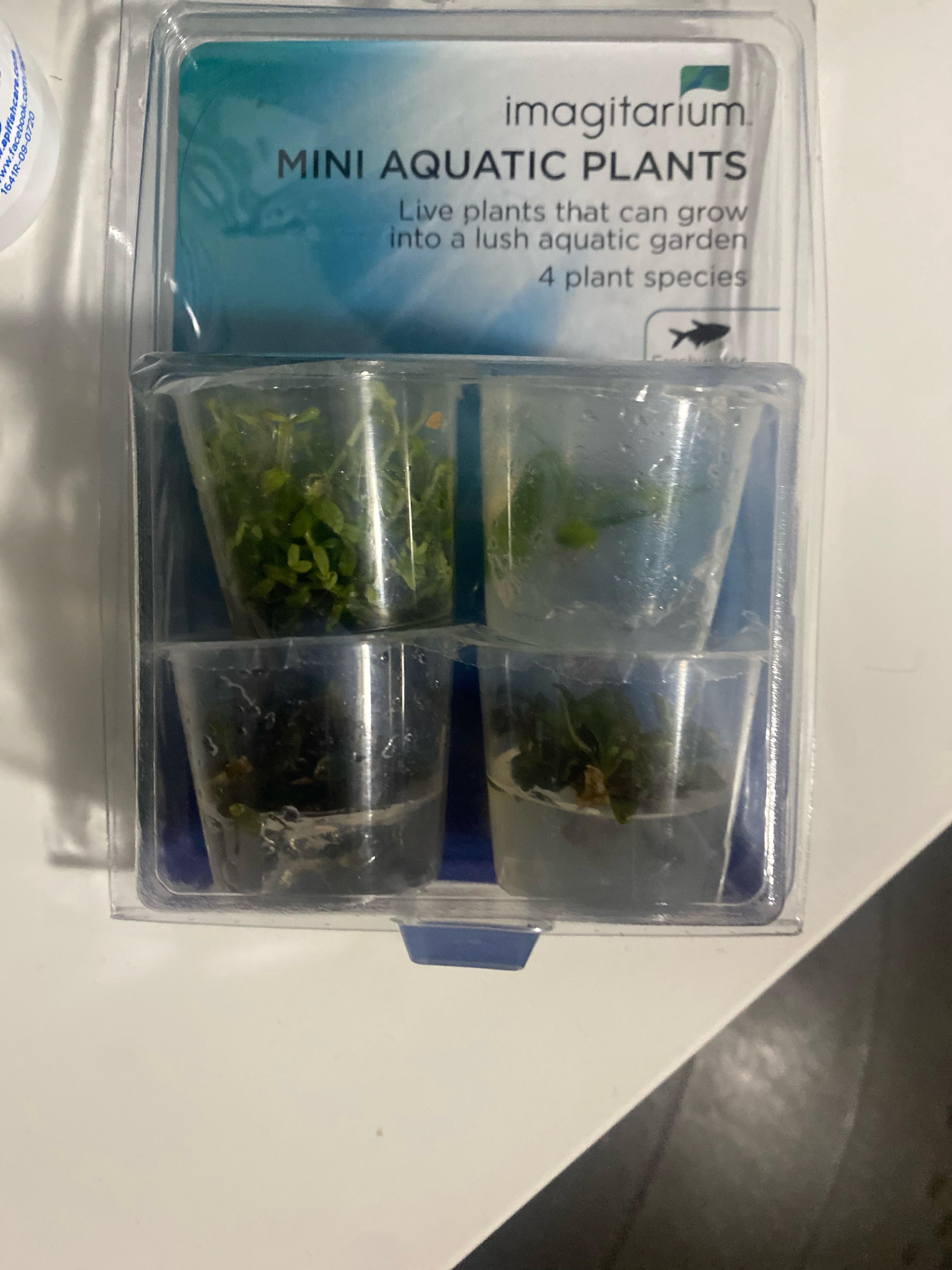 Help identifying plants I bought at petco? | Scrolller