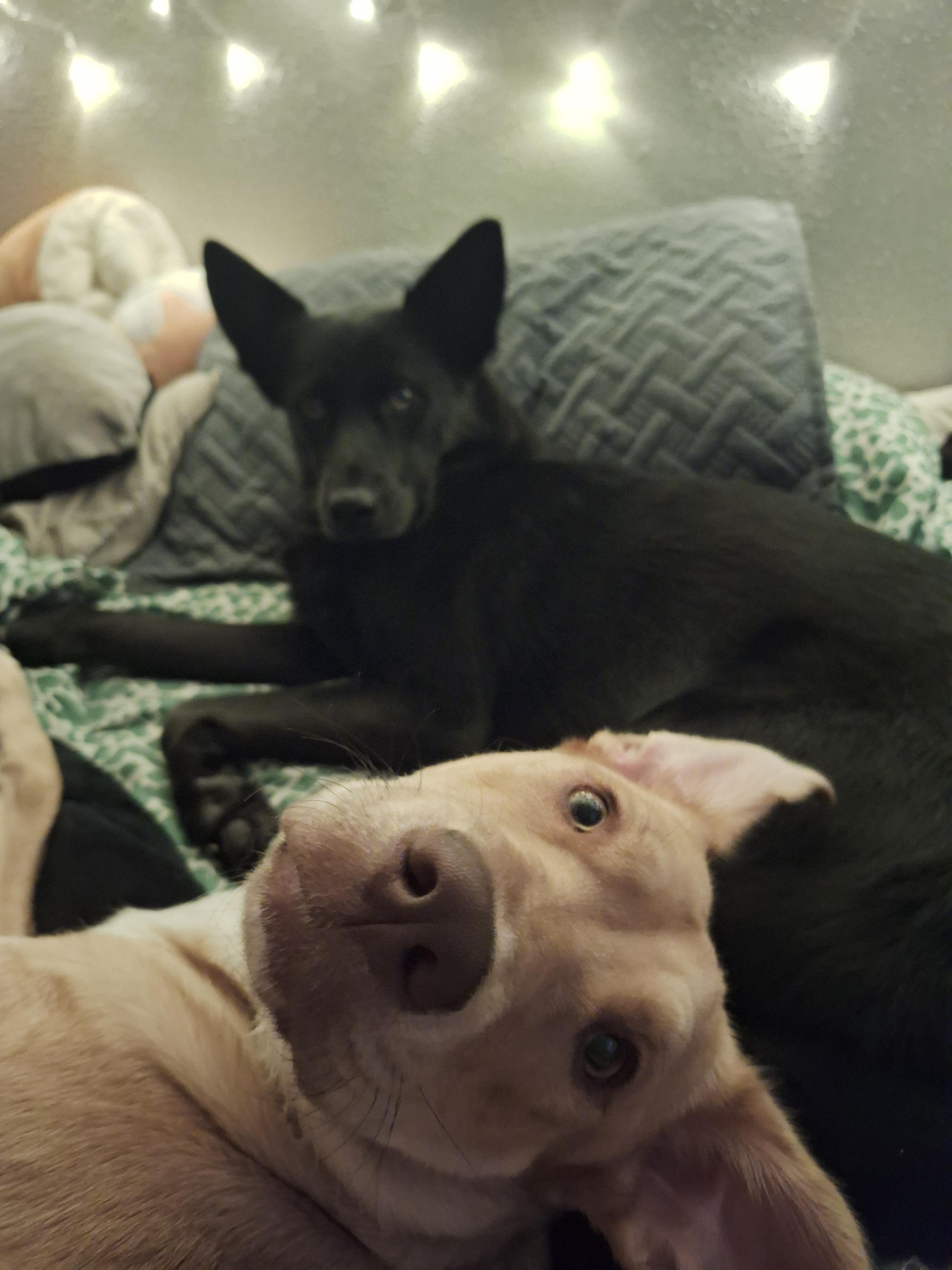 Bucket likes to snuggle | Scrolller