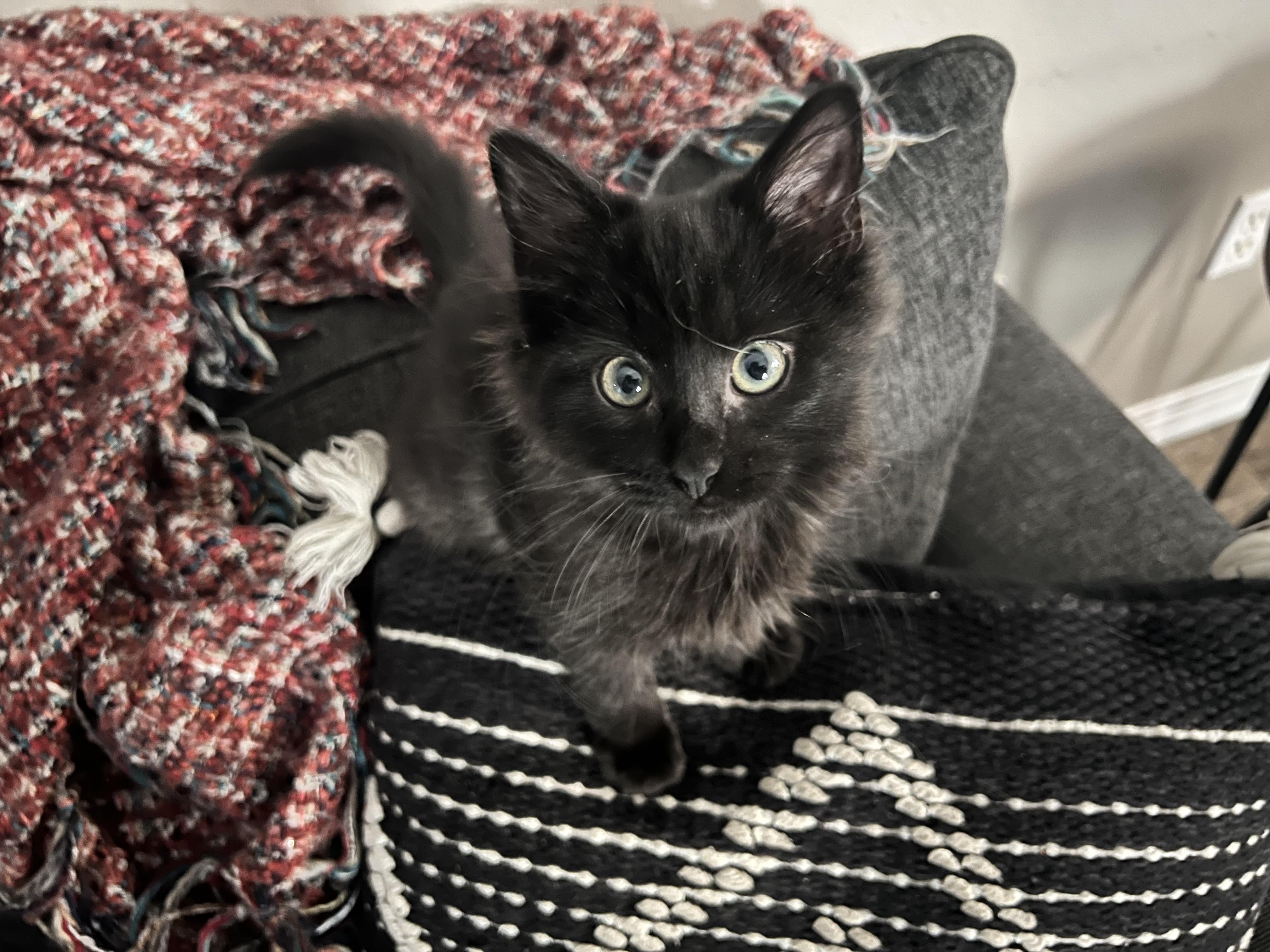Baby void Luna | Scrolller