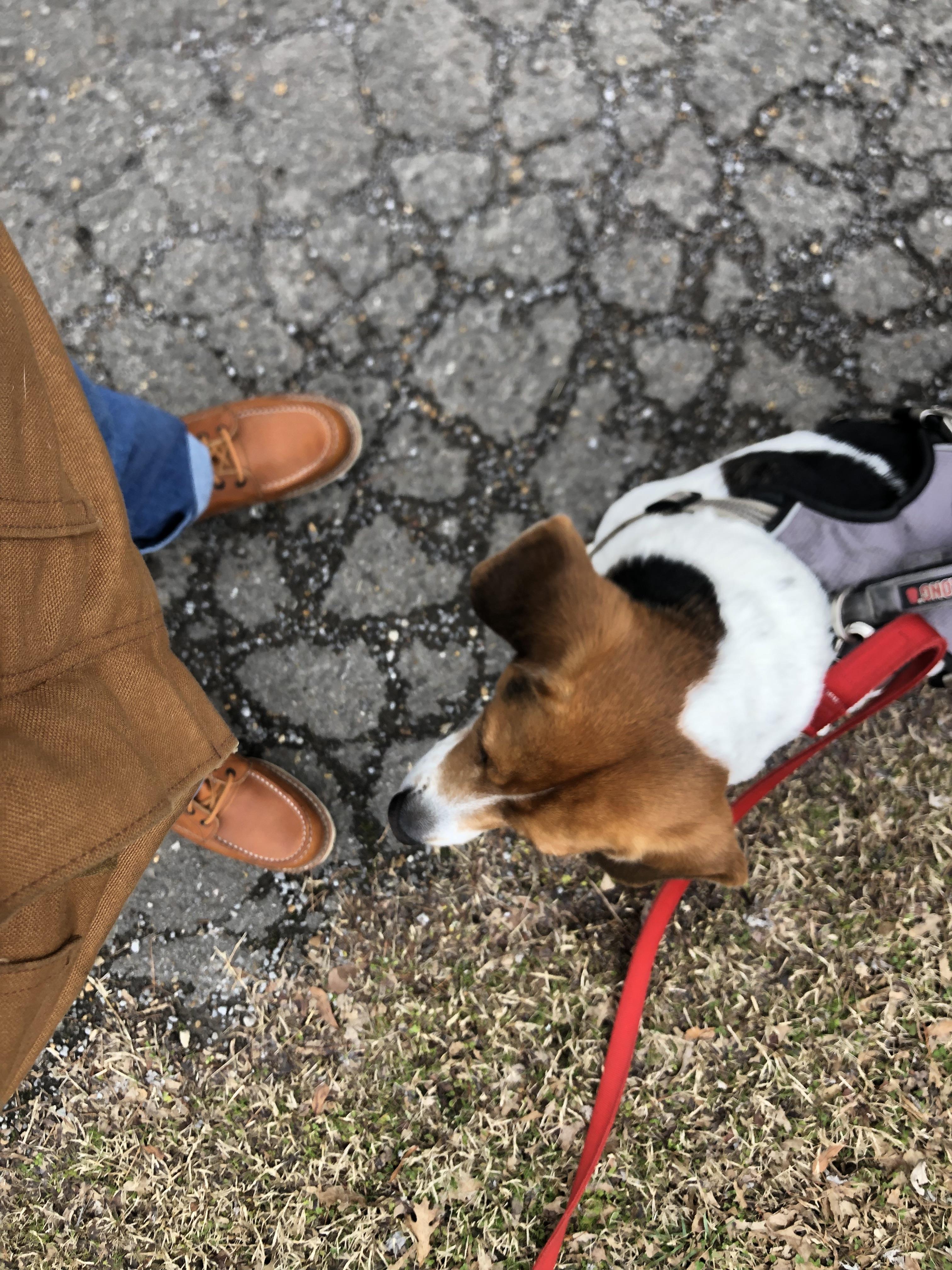 Snoopy is online | Scrolller