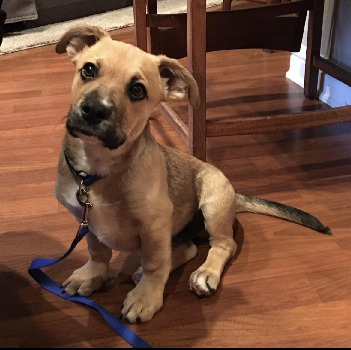 Please help our family! What breeds could he be? | Scrolller