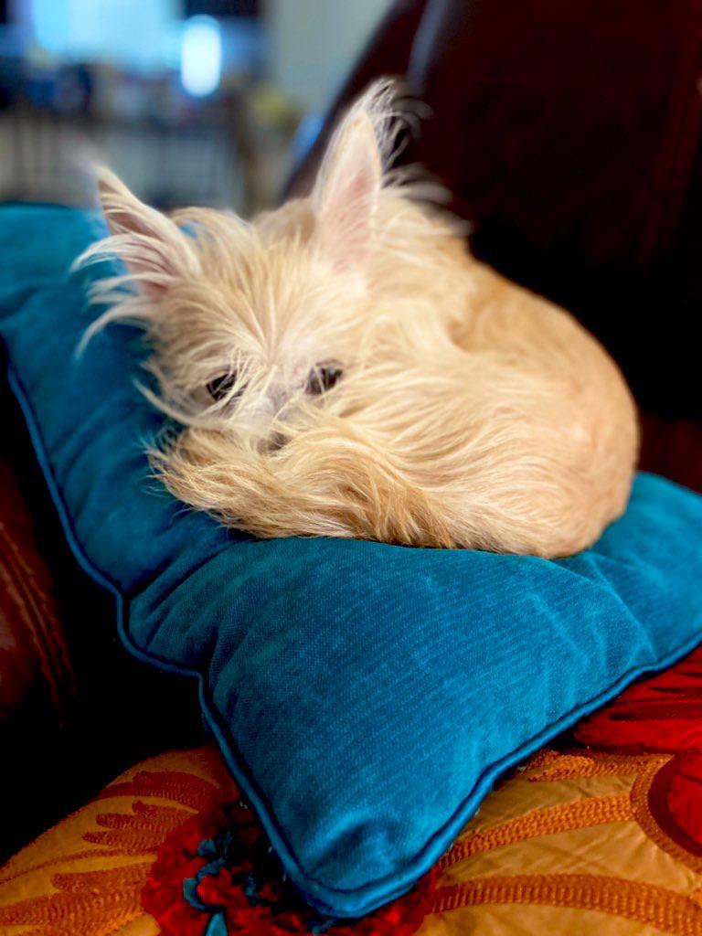 Discover more like Aww: (OC) my dog in her donut form 🍩💞 and Related Content | Scrolller