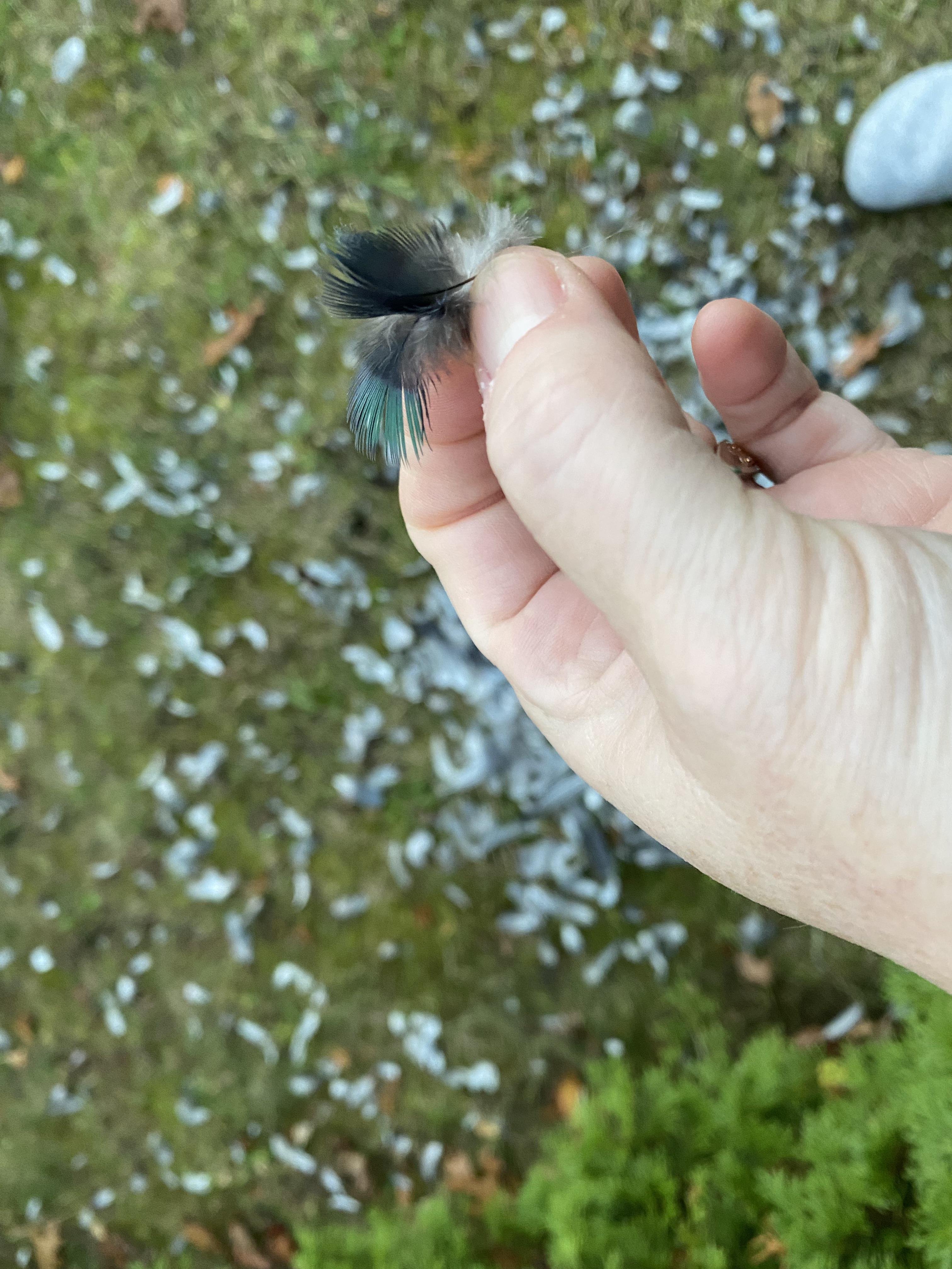 What was this bird? | Scrolller