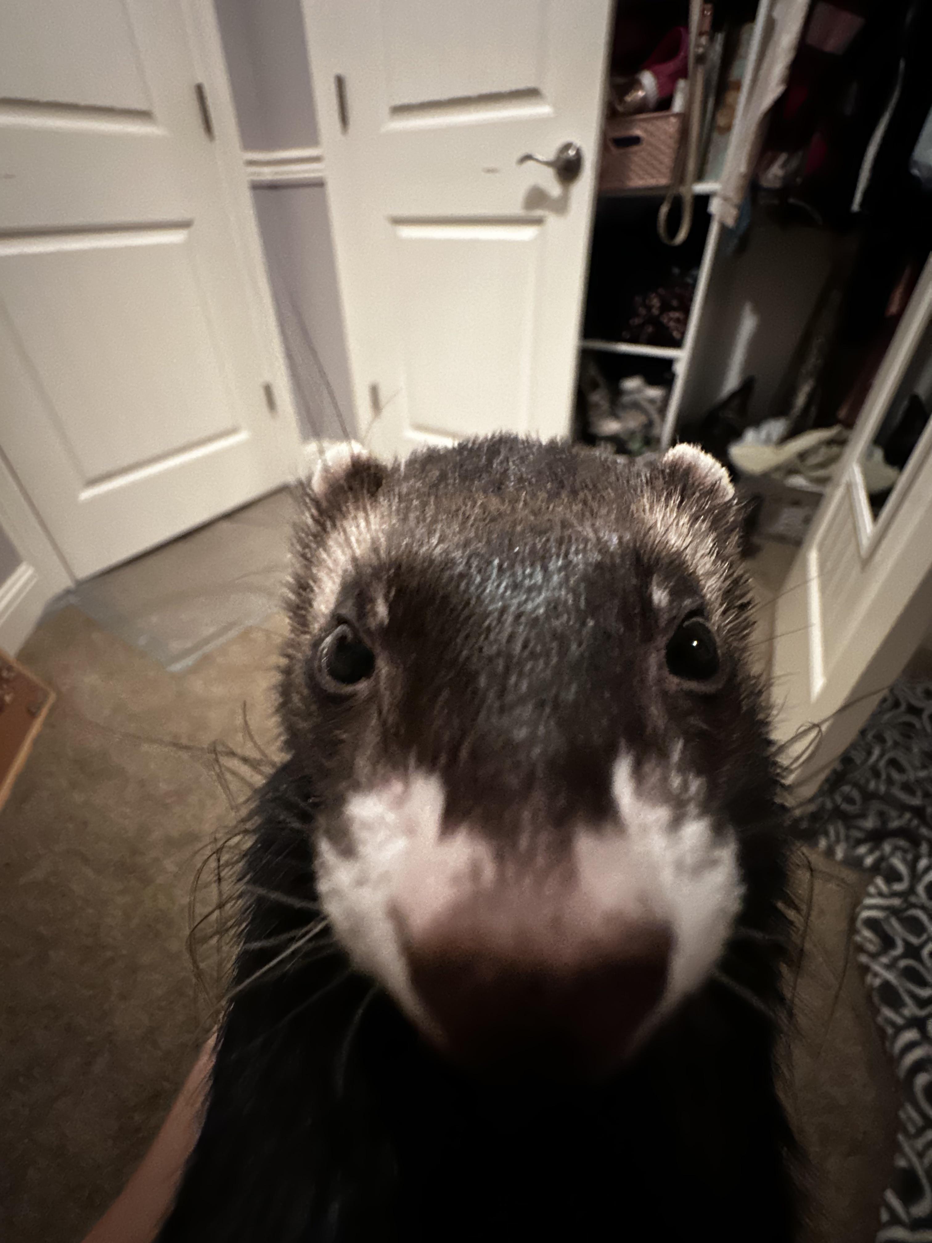 Ferrets vs .5x lens | Scrolller