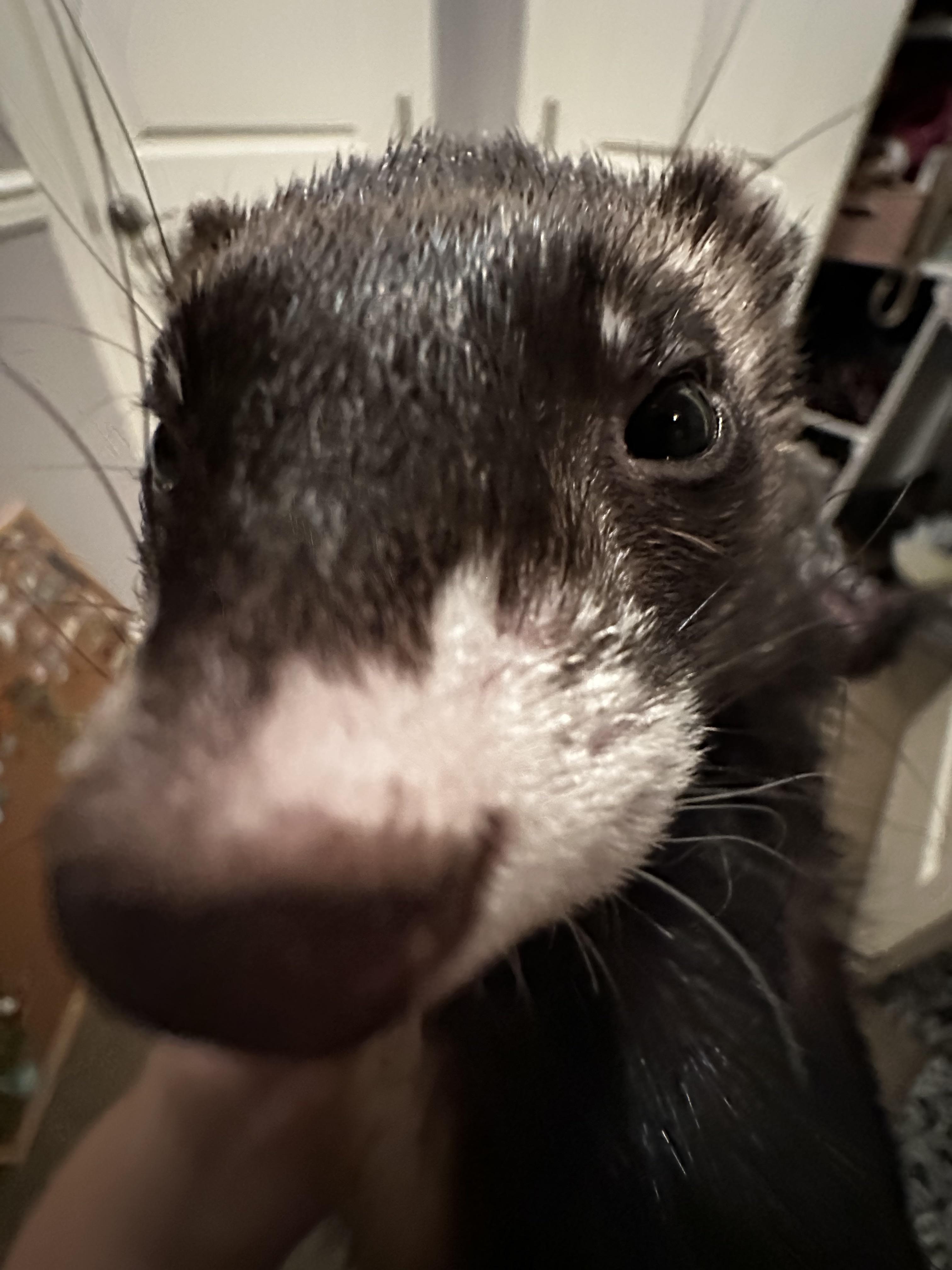 Ferrets vs .5x lens | Scrolller