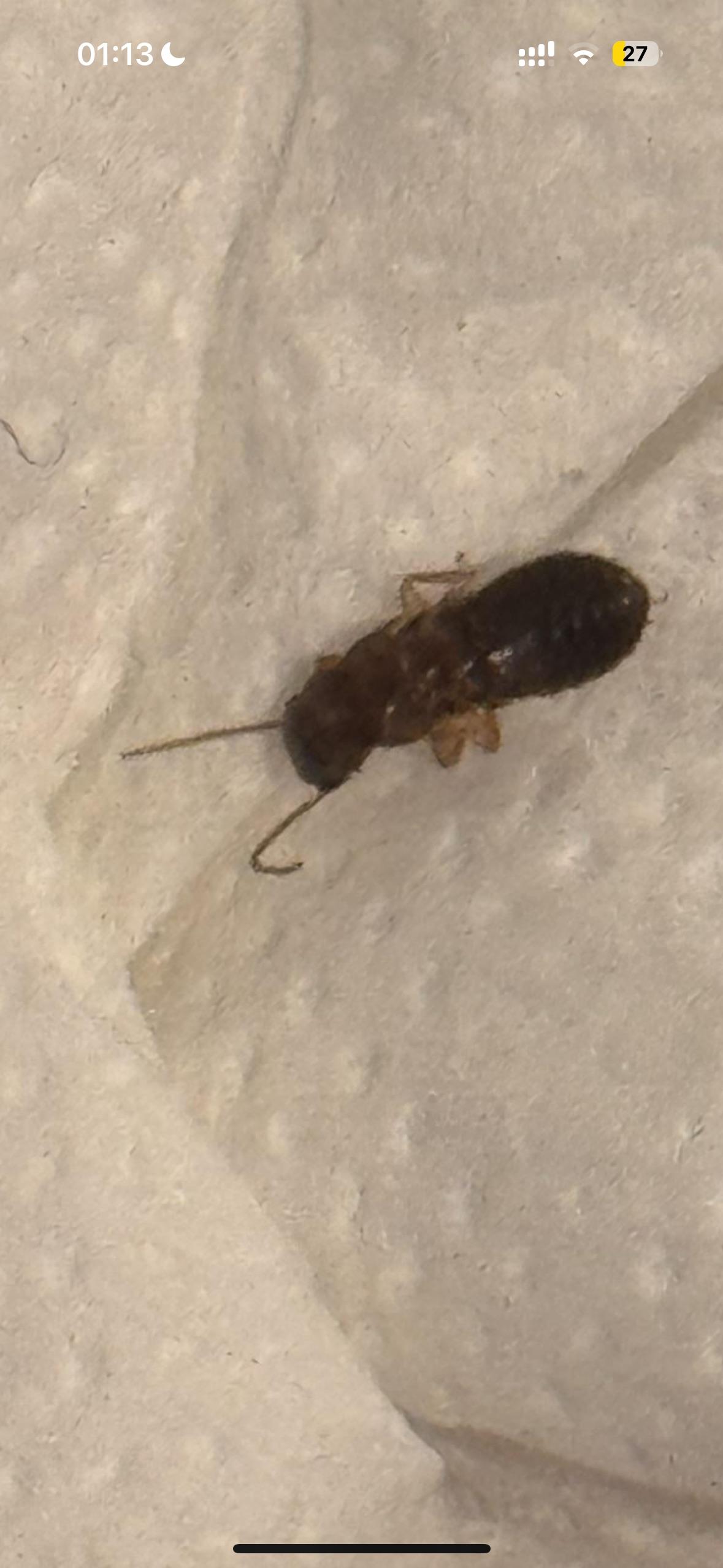 Cockroach nymph? | Scrolller