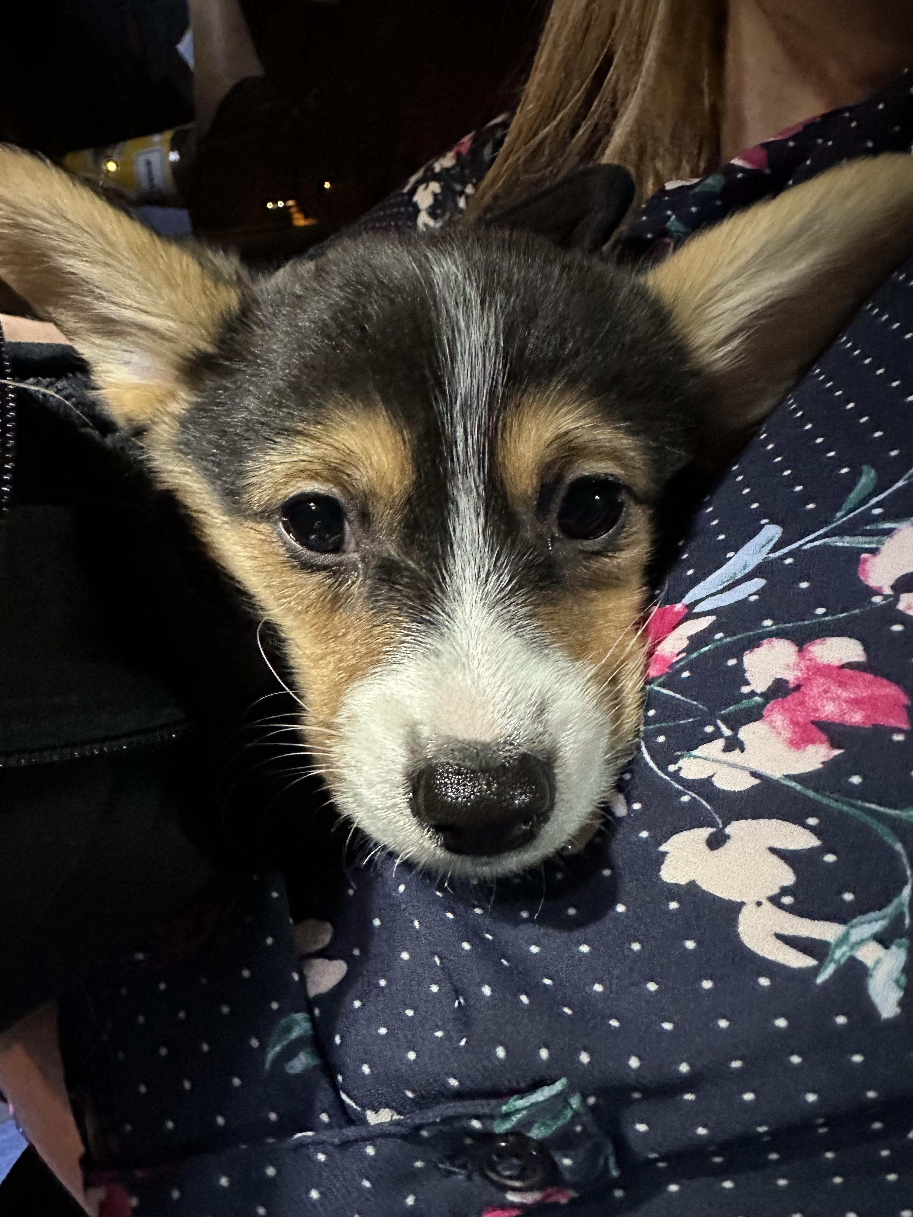Discover more like Corgi: Meet Maple and Related Content | Scrolller