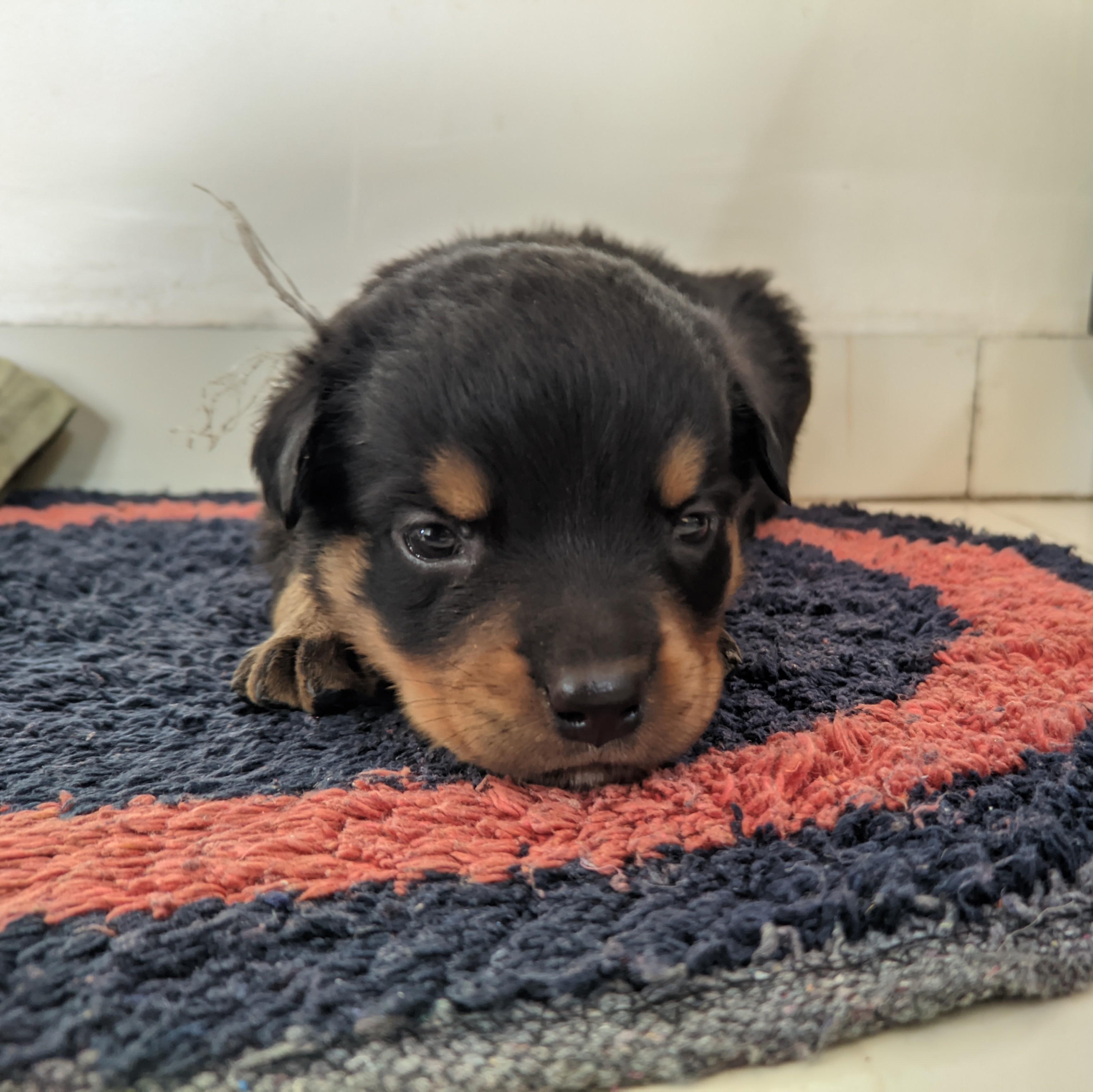 3 and half weeks old today... any suggestions for names?? | Scrolller