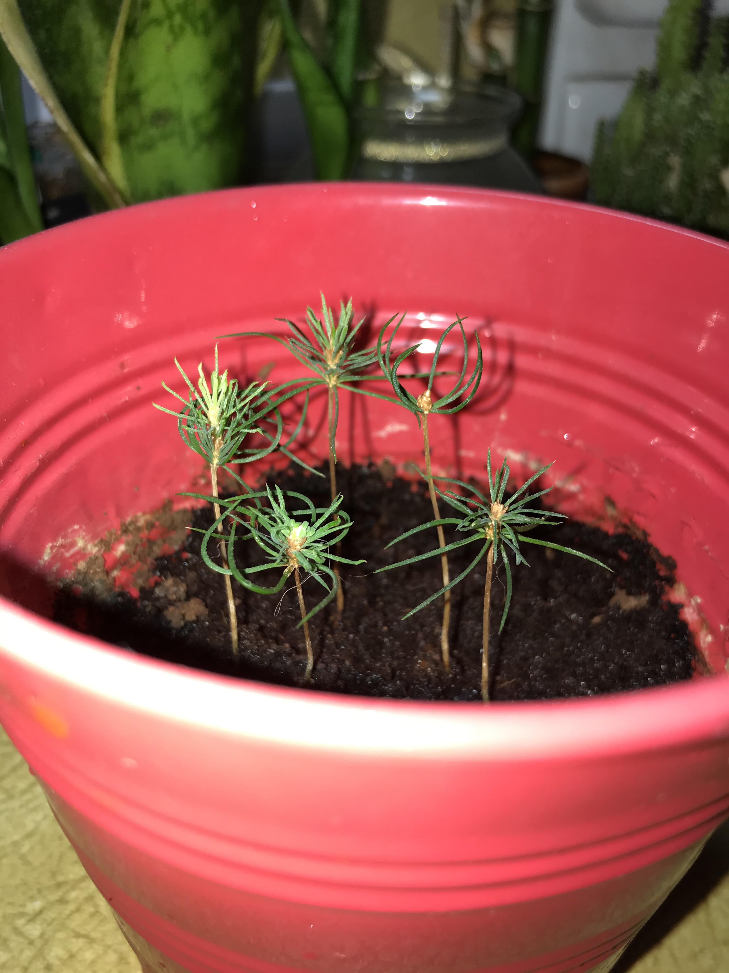 Little Baby Pine Tree Seedlings | Scrolller