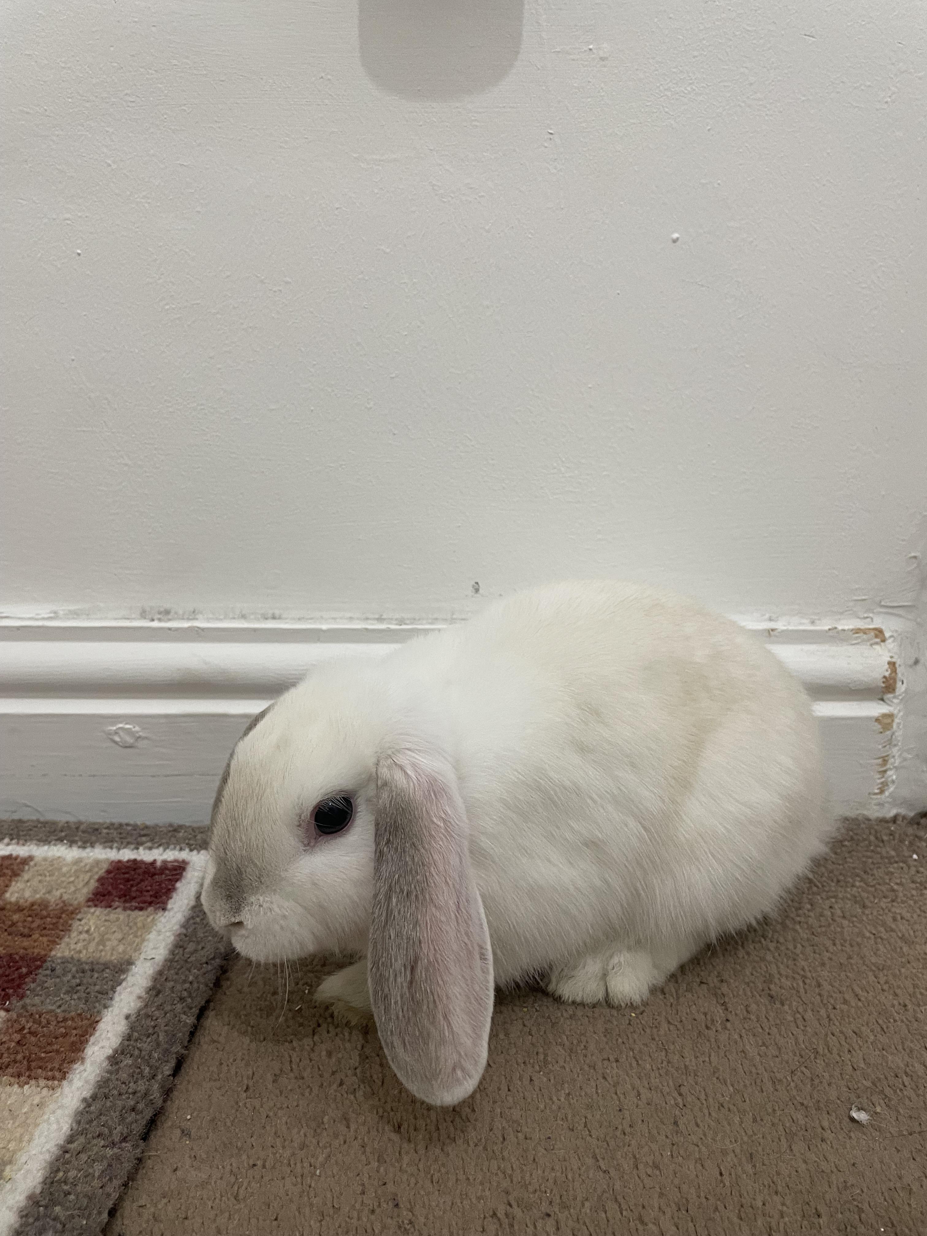 Is it normal for rabbits to shed like this? | Scrolller