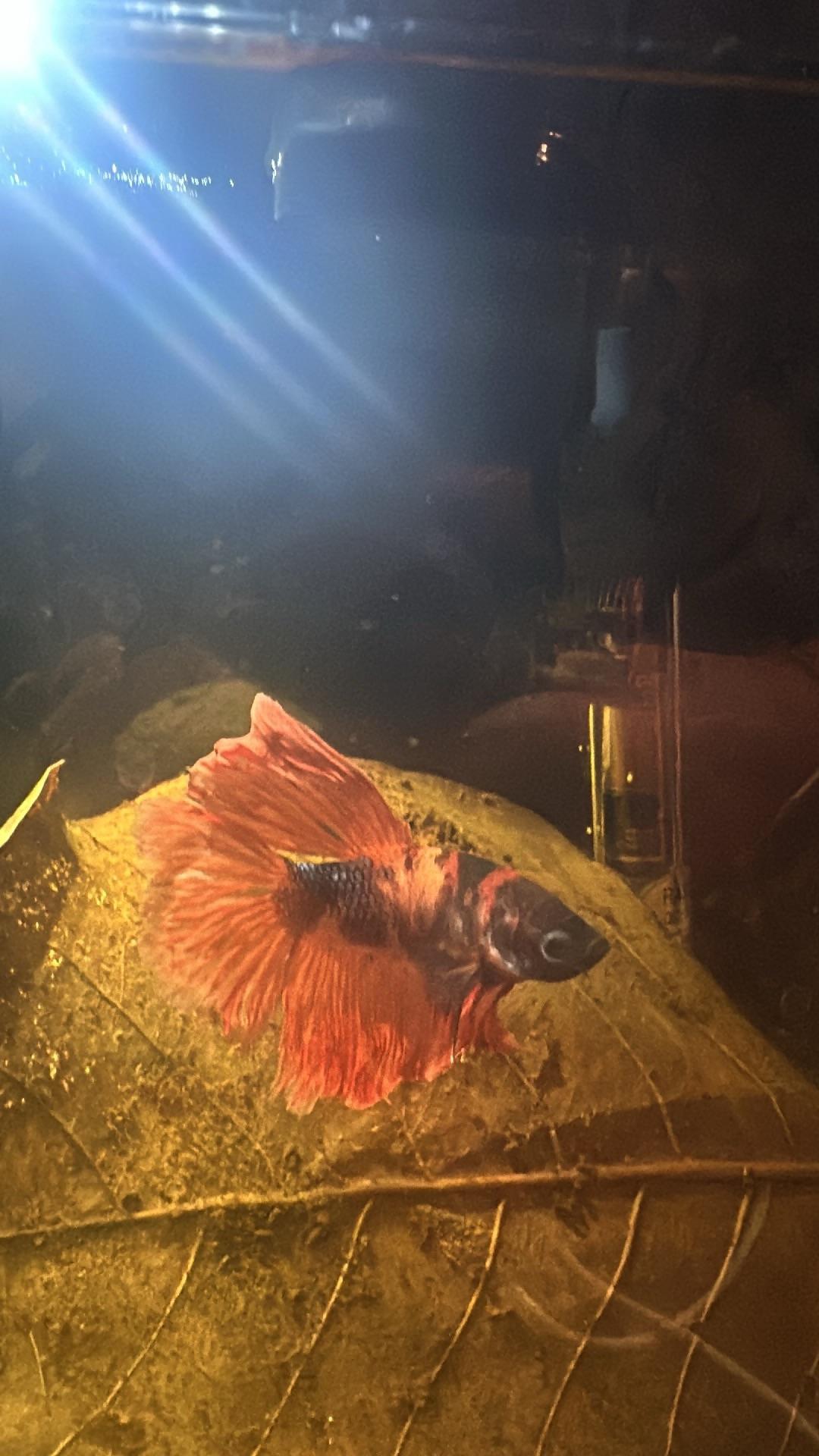 Finished a collage of my Betta Noodle! | Scrolller