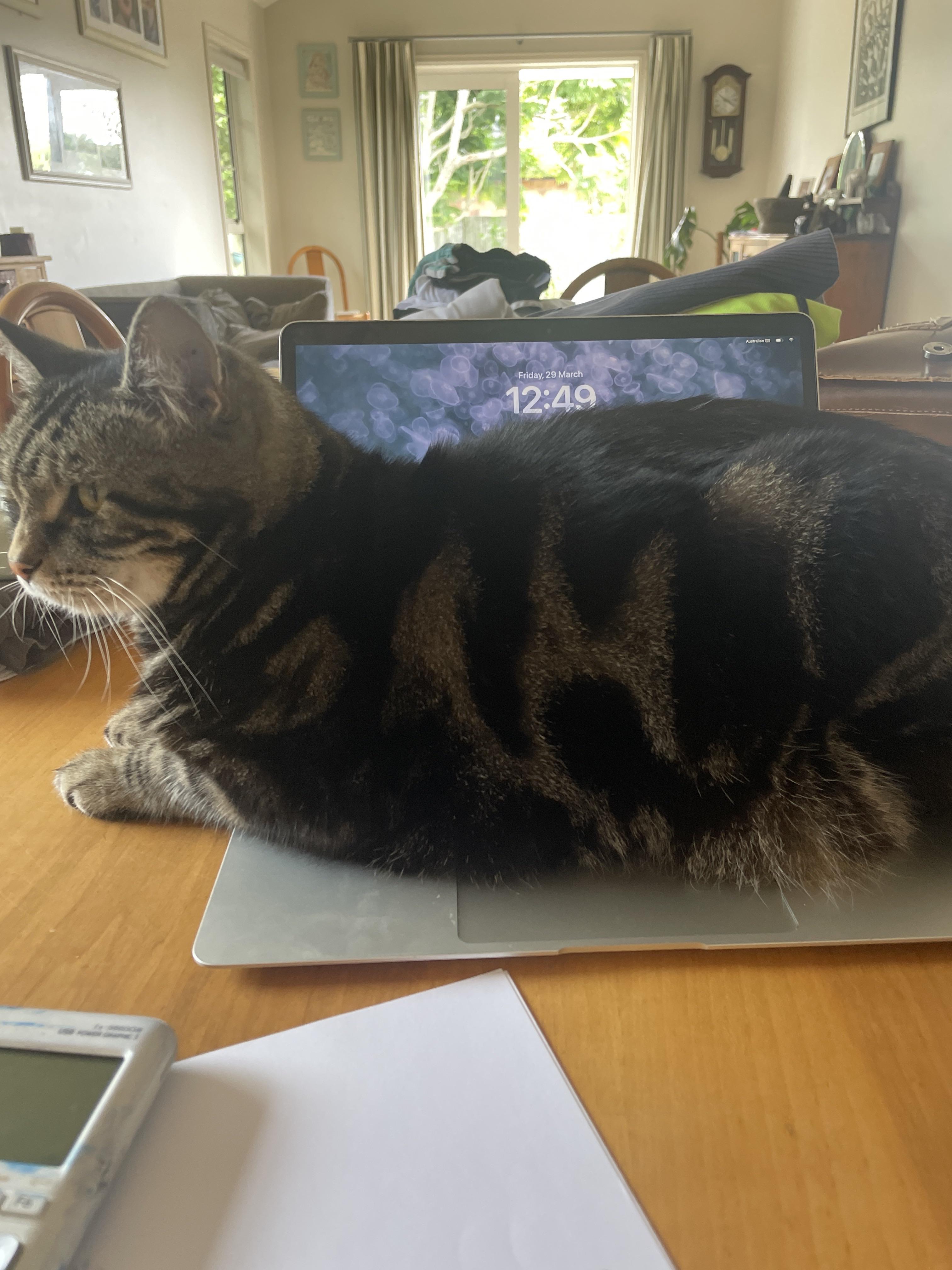 Why do cats like sitting on tech? | Scrolller