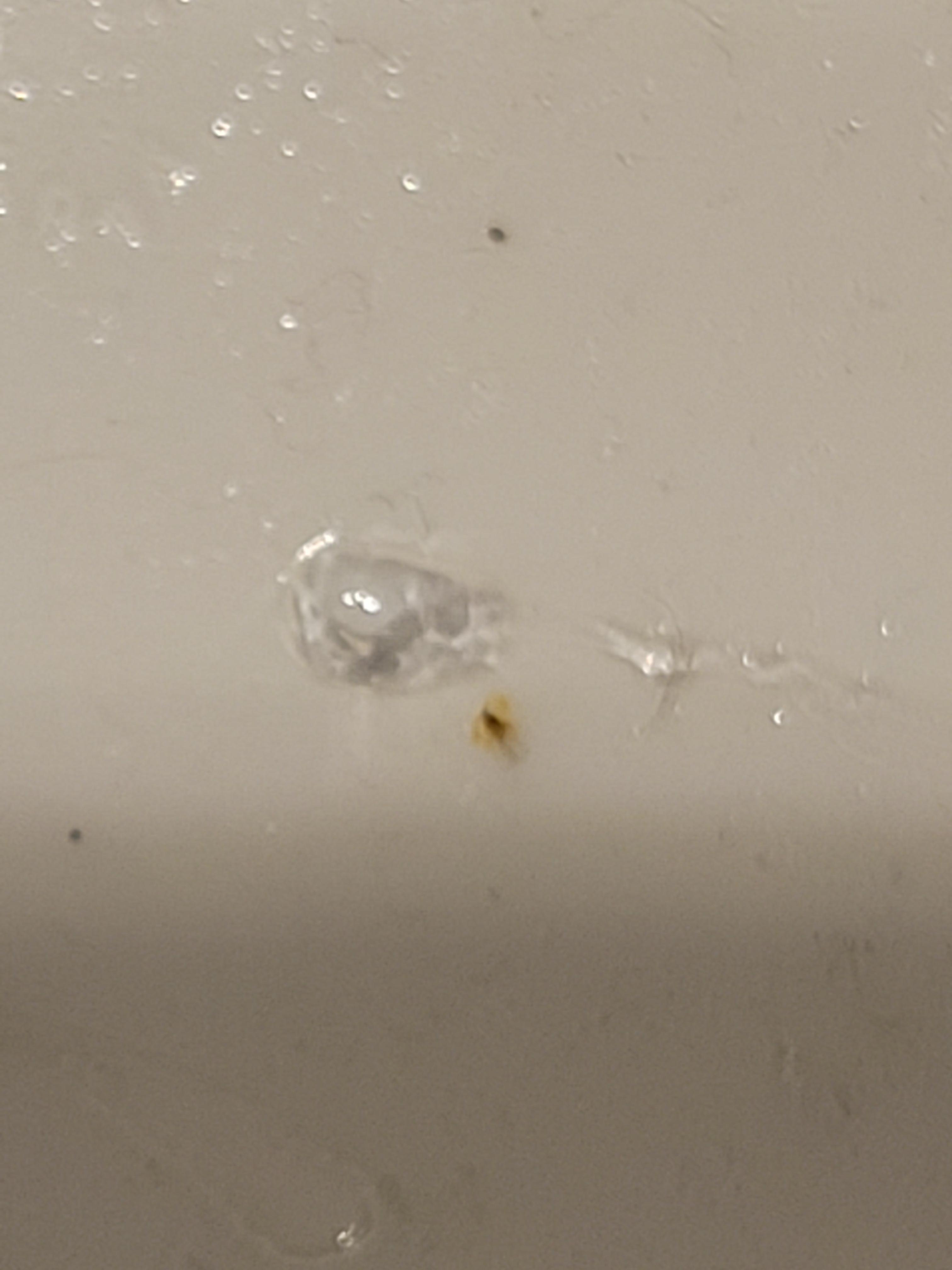 Baby bed bug??? | Scrolller