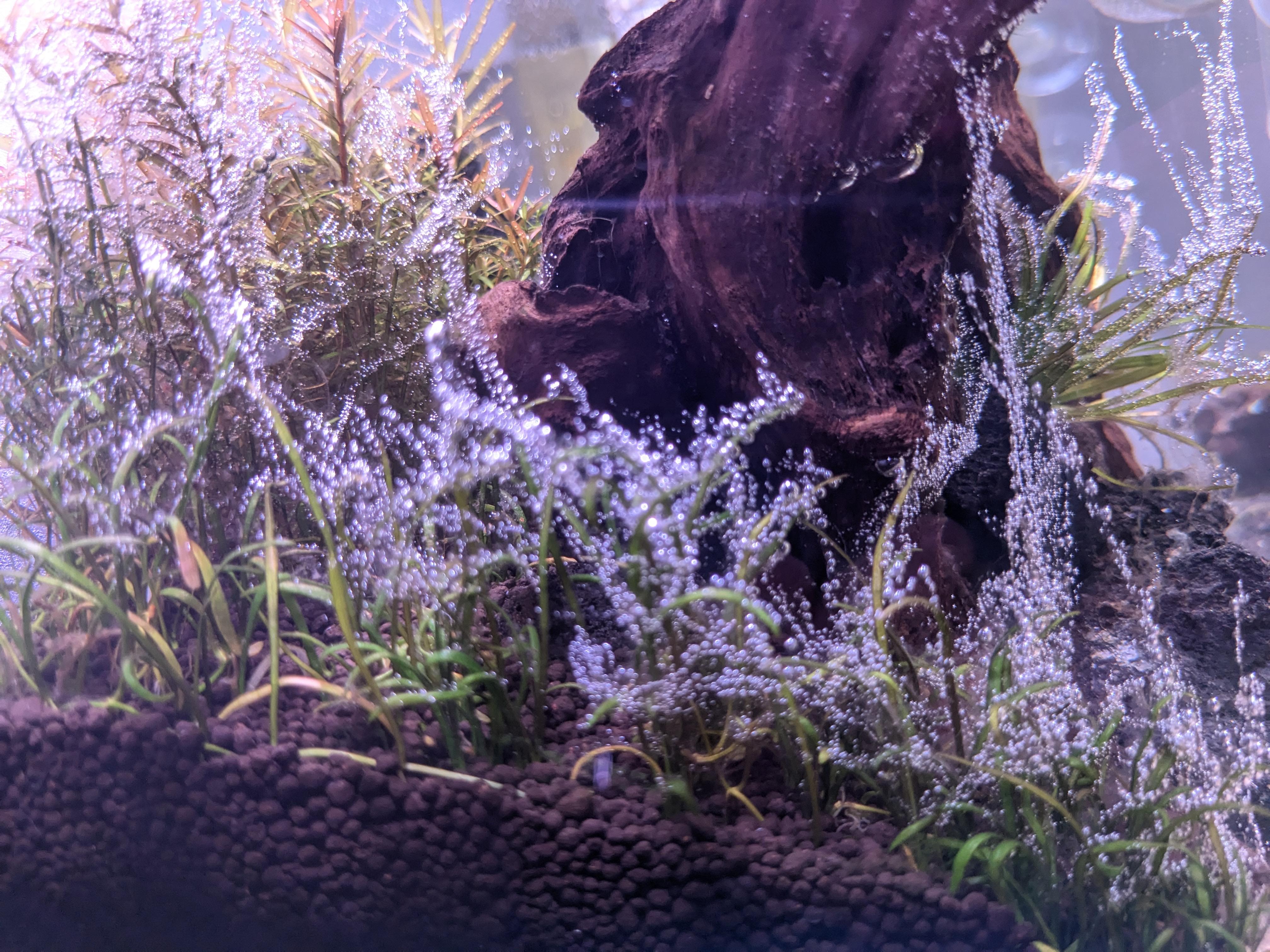 Help! What is this growing on my plants? | Scrolller