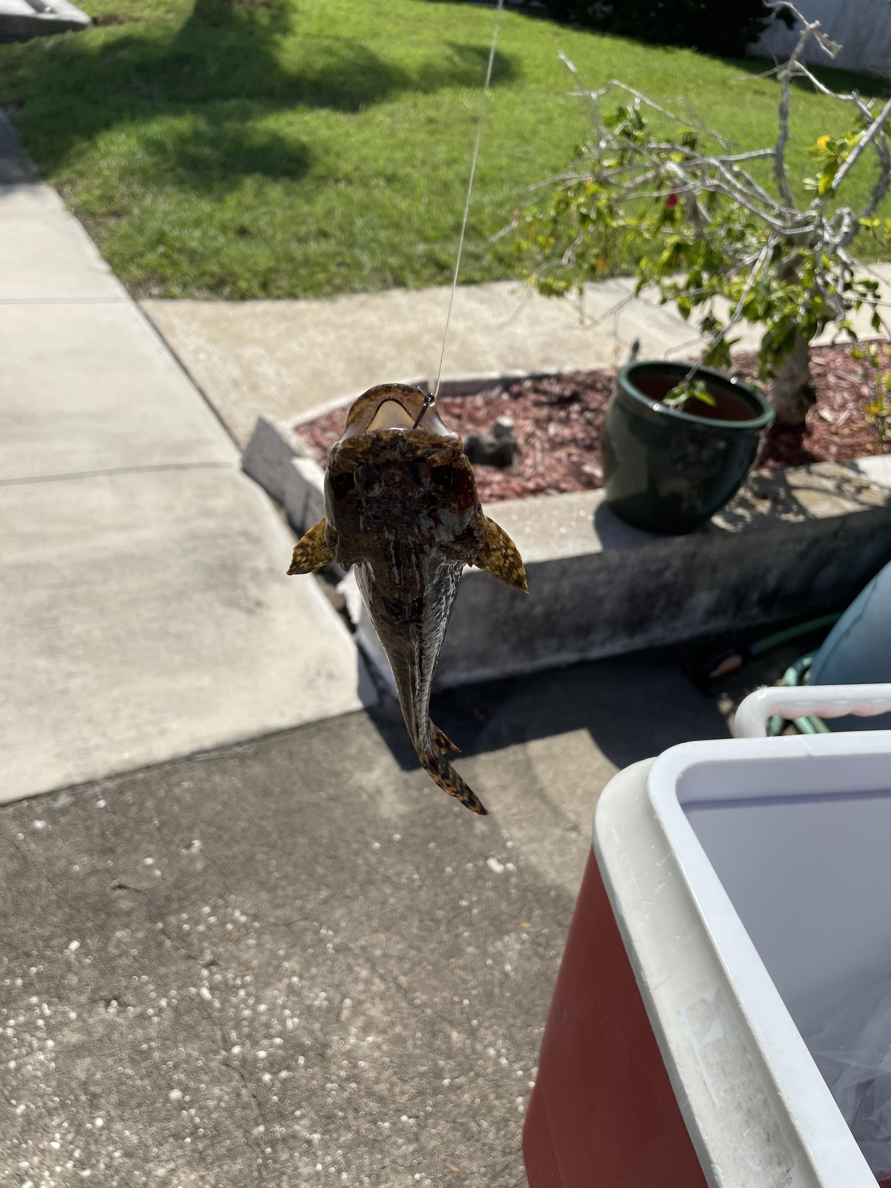 Identify fish | Scrolller