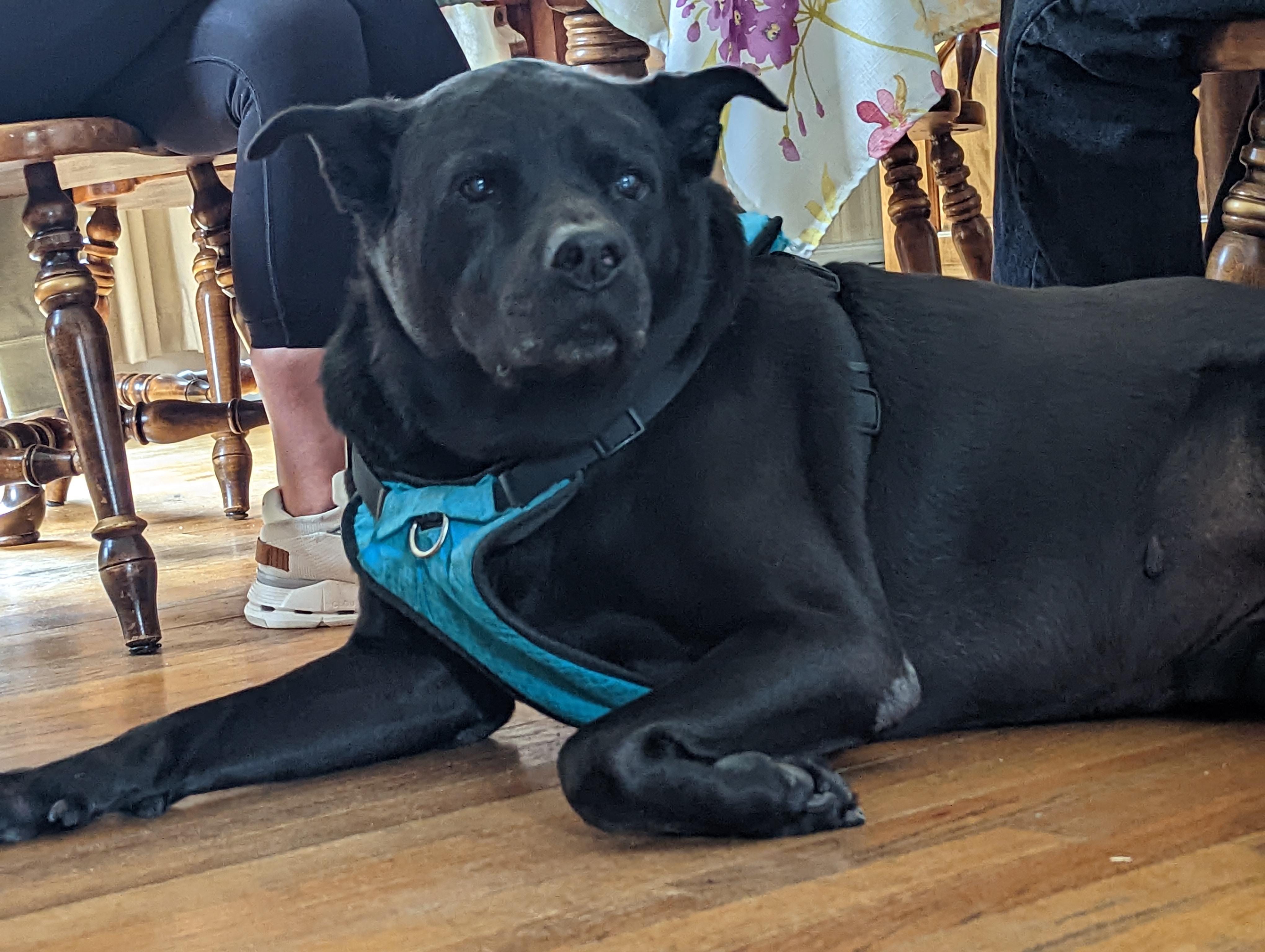 So this is my baby! AKA Knight in Furry Armor | Scrolller