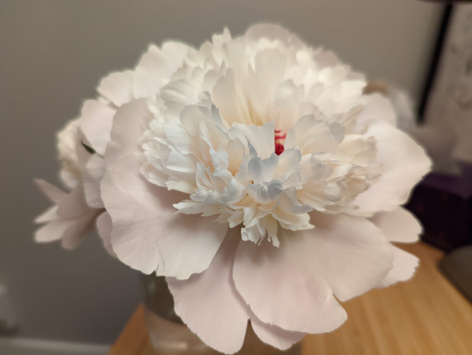 Early Peonies 💚💃🏽 (cuttings) | Scrolller