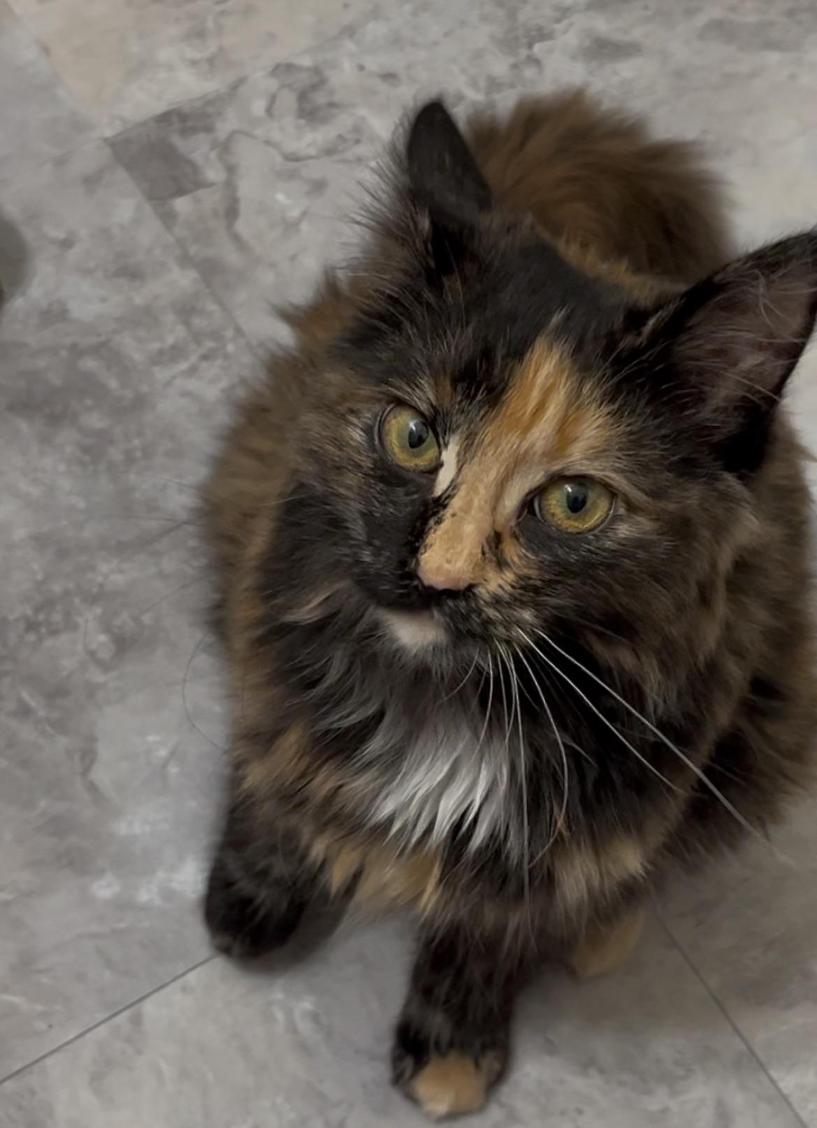 My new kitty, Pepper. | Scrolller