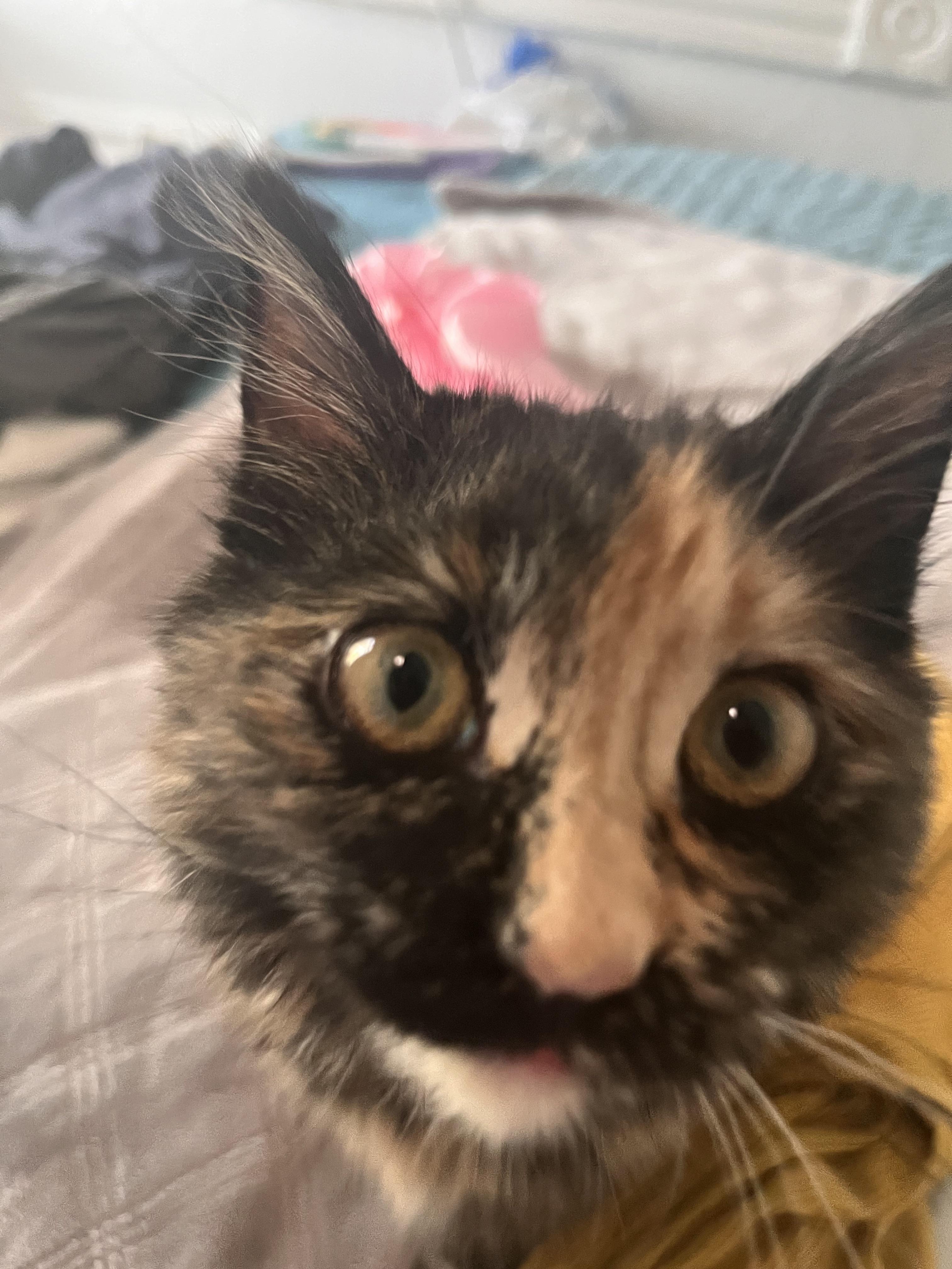 My new kitty, Pepper. | Scrolller