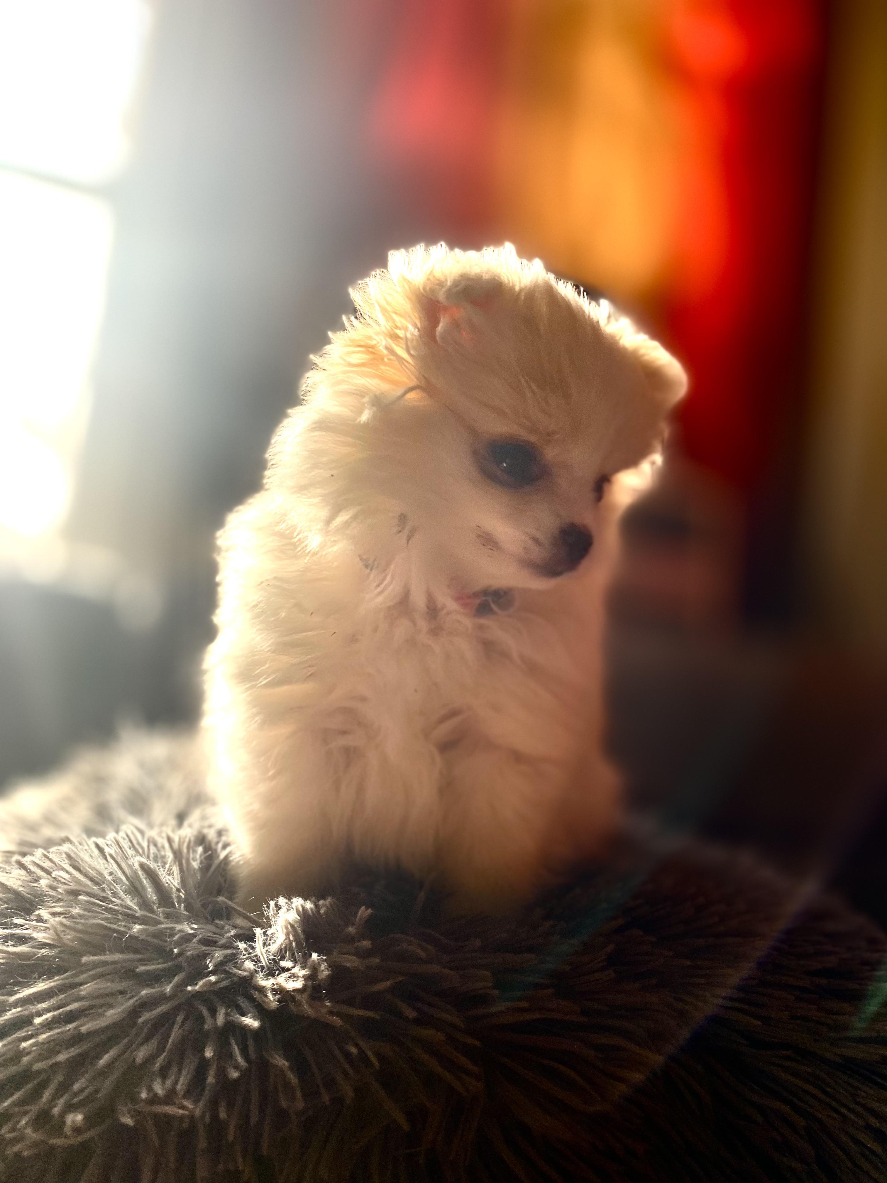 Pixie Puff | Scrolller