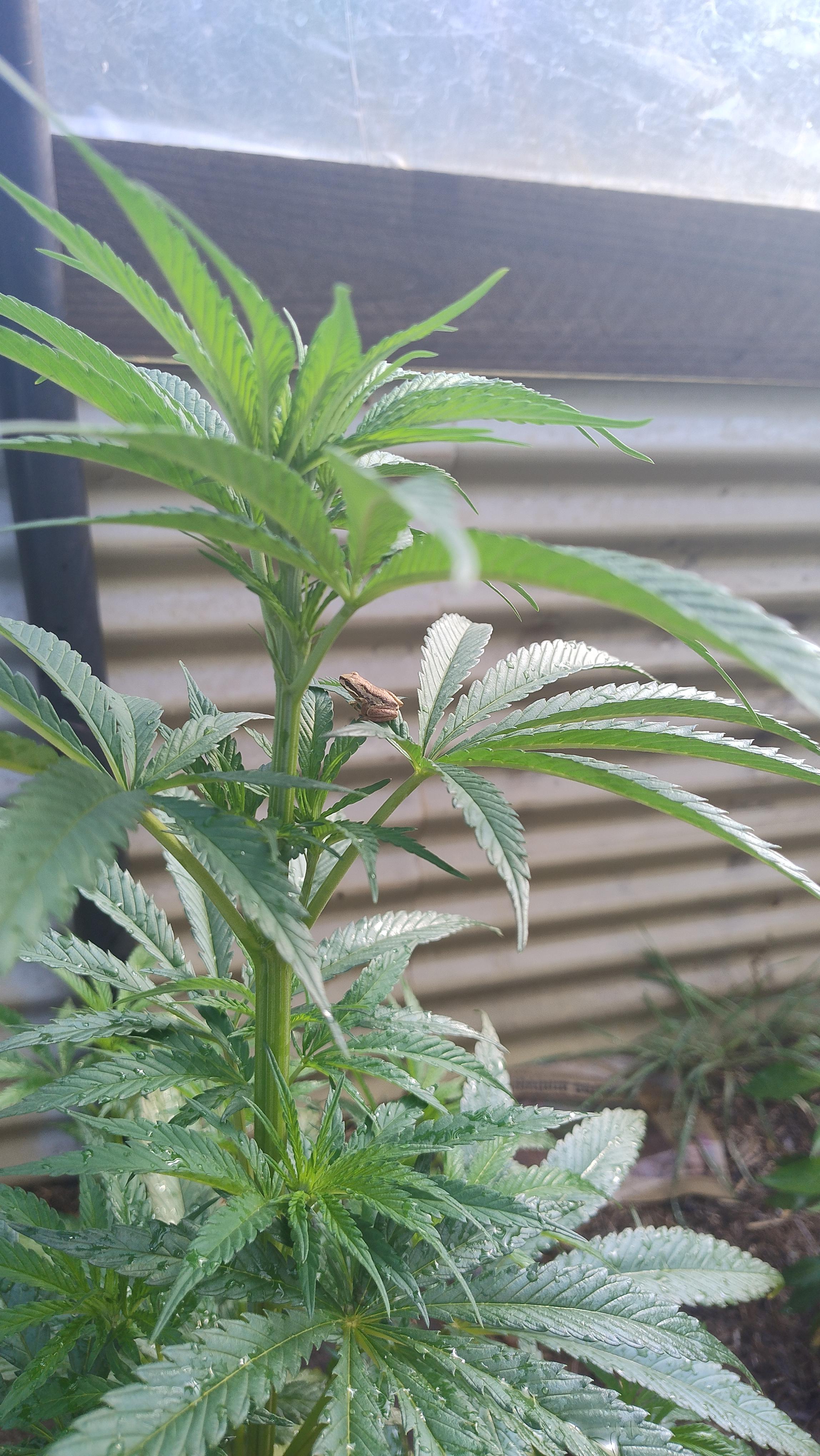 Greenhouse Friend | Scrolller