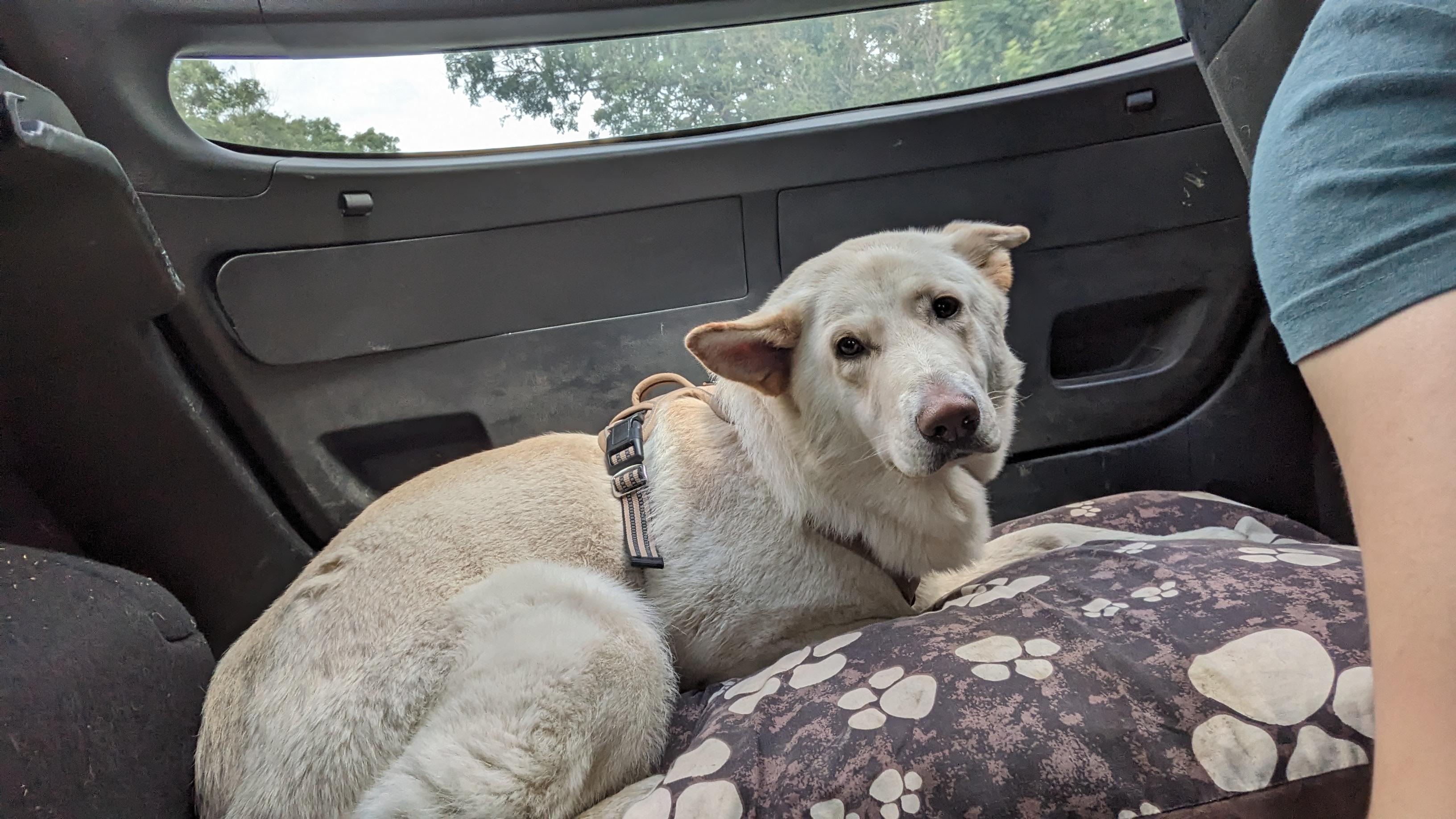 Rescue dog Nova | Scrolller